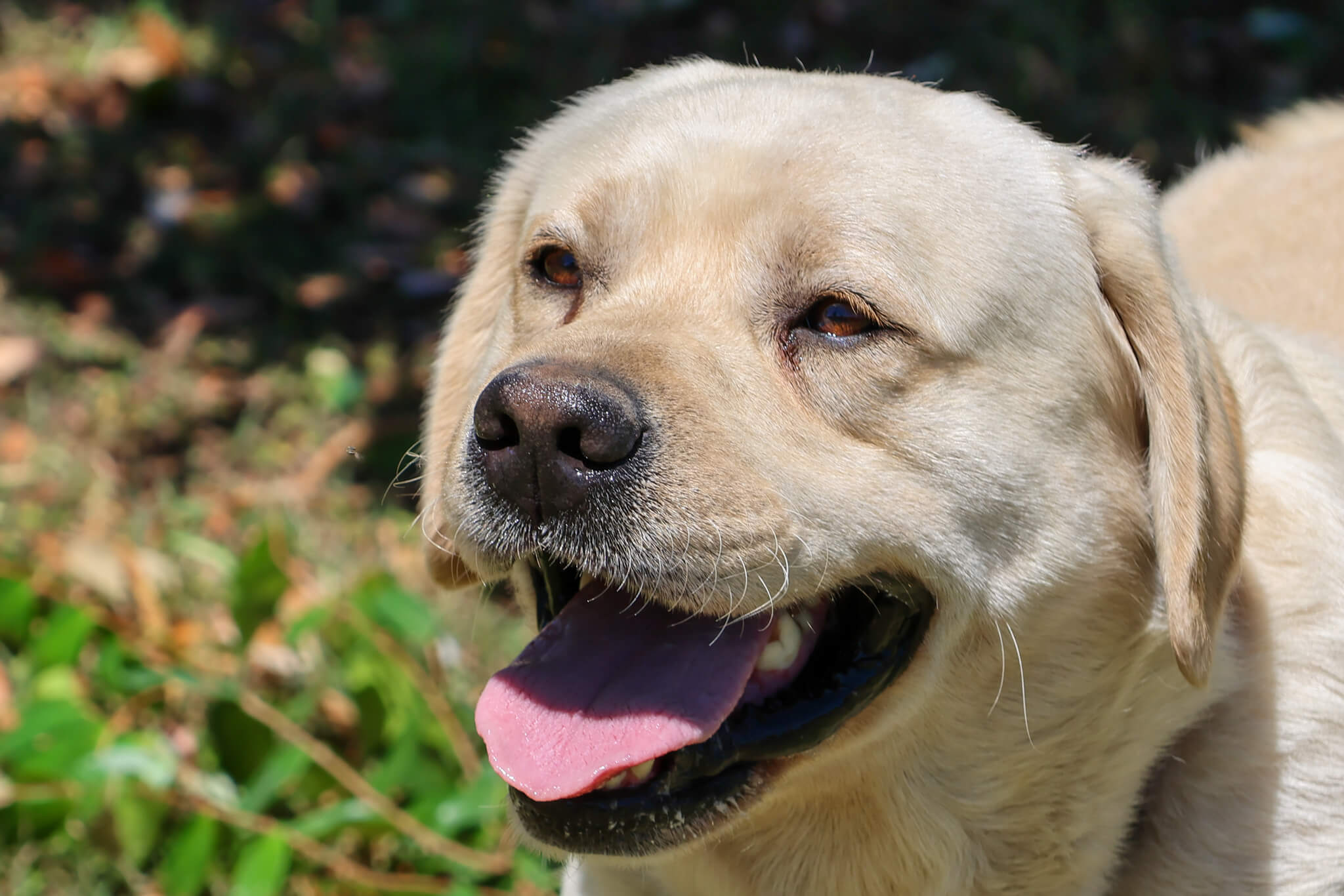 CH Wynstream Ambassador Labrador Retriever - Owned by Carolyn Duff