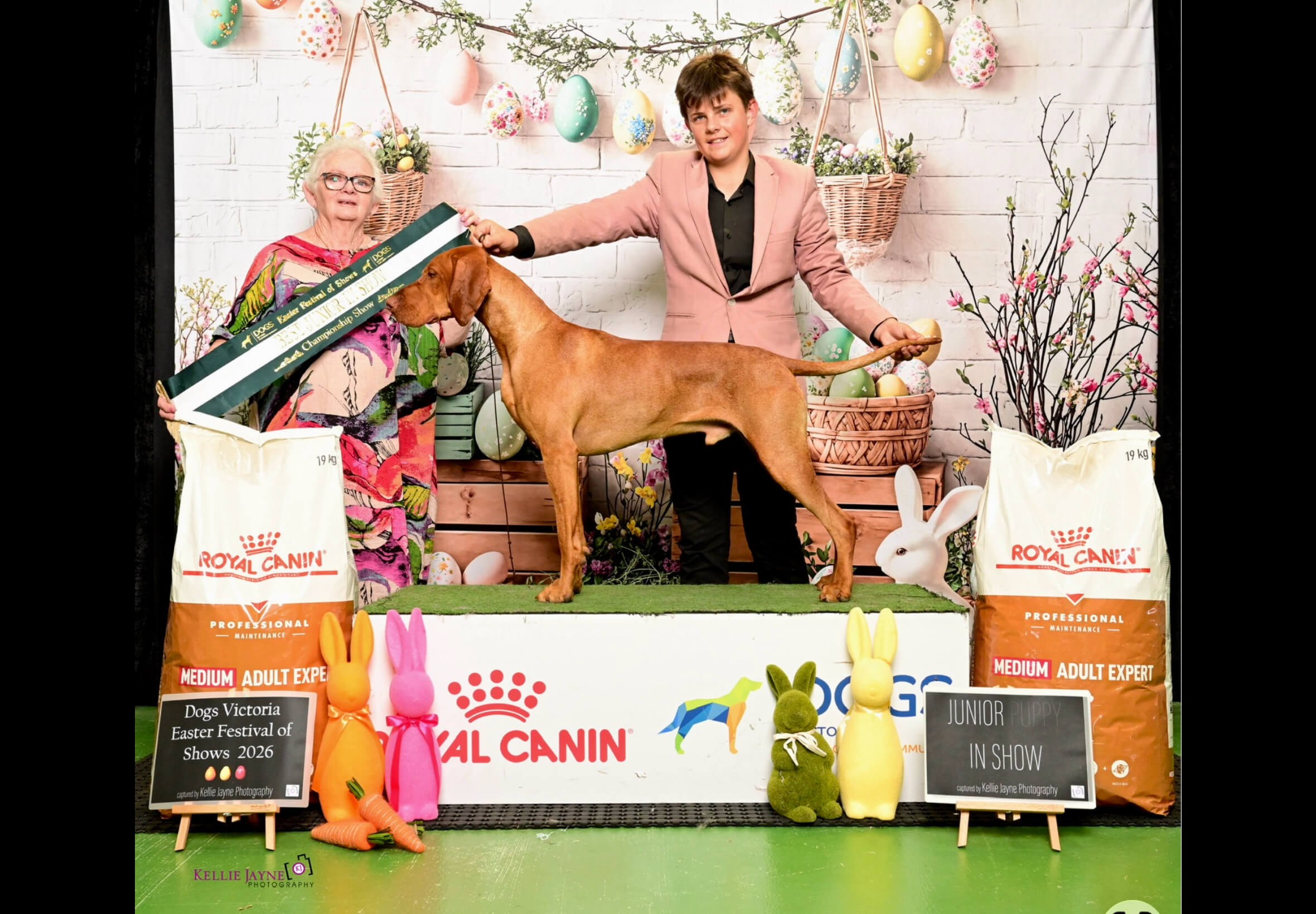 MULTI-BIG CIB-J AUST CH Blashadon Bring It On Hungarian Vizsla - Owned ...