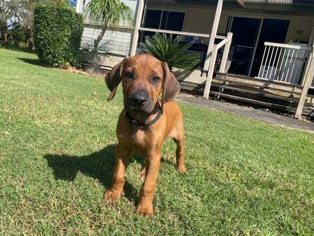 Rhodesian Ridgeback Puppies for Sale