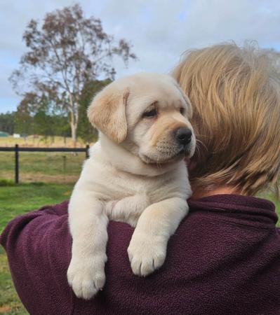 Labrador Retriever Puppies for Sale, QLD