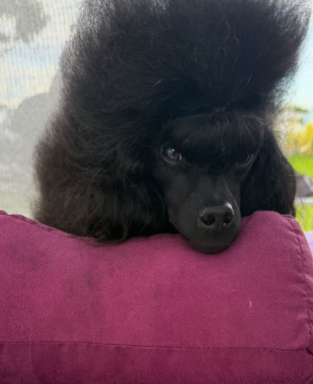 Fin Jr Ch Ch Equerry’s Bet My Boots Poodle (Toy) - Owned by Mrs J Seiter