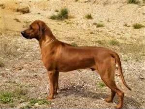 Rhodesian Ridgeback Puppies for Sale in Australia