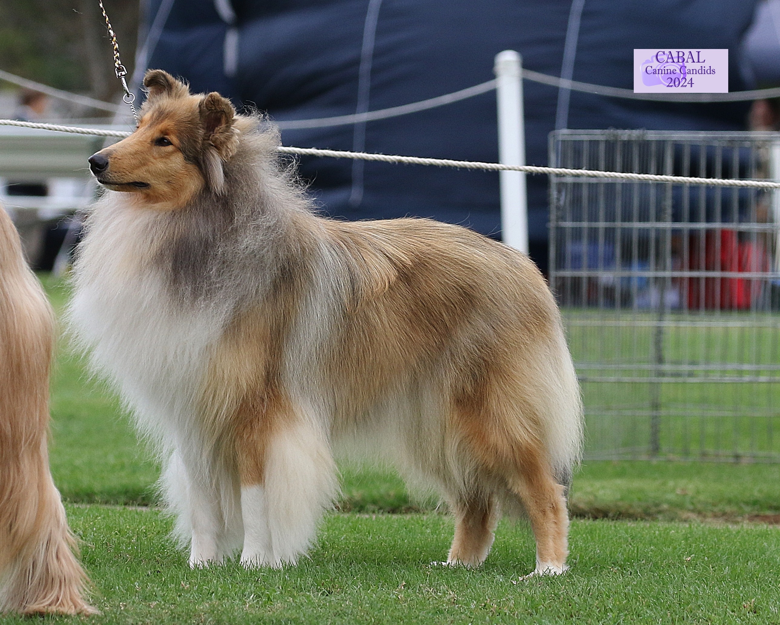 Aust Champion Mc Leods Victorias Conquest (FCI) (Imp CHE) Collie (Rough ...