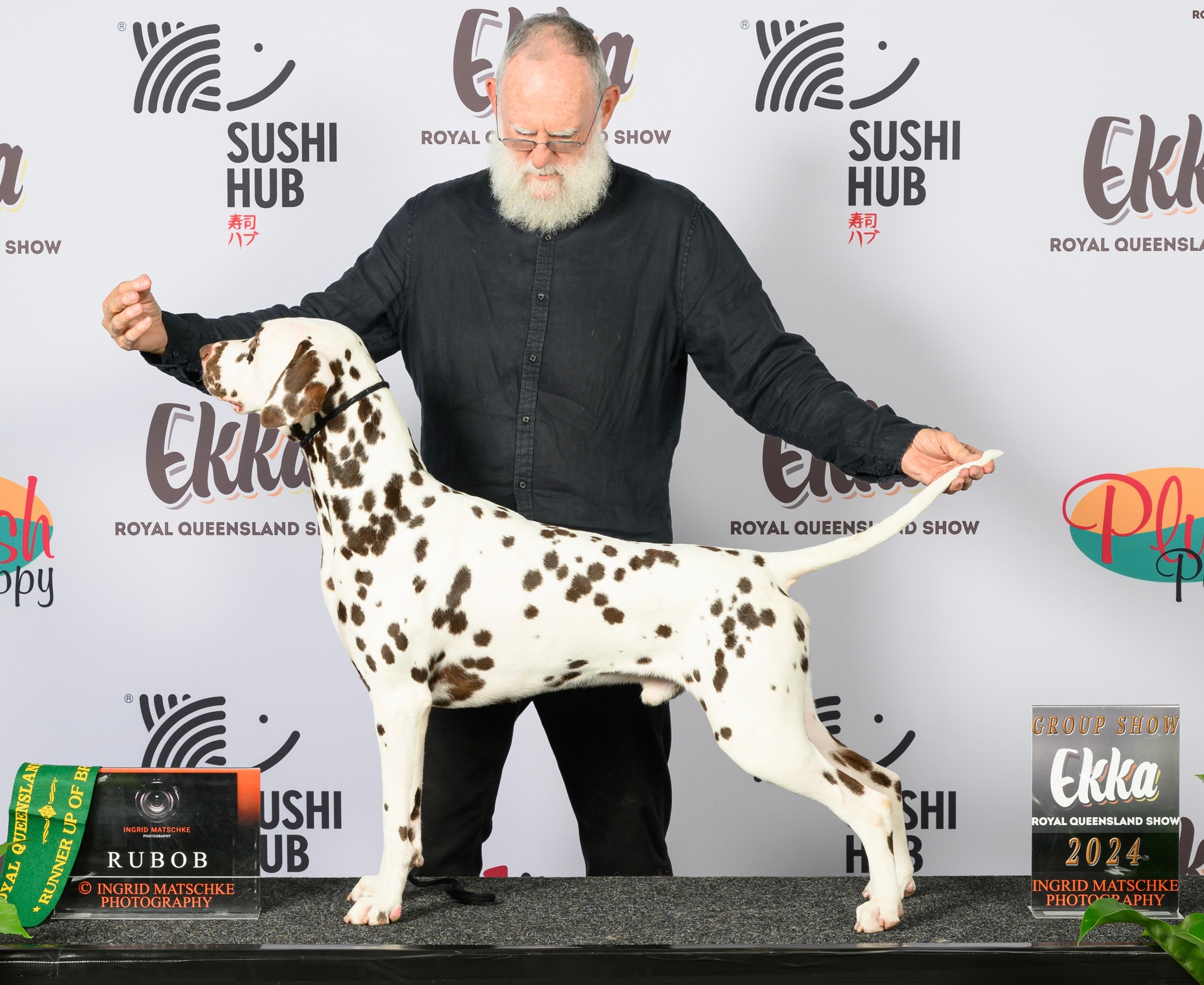 Aust. Ch. Paceaway Blue Label Dalmatian - Owned by David Staines