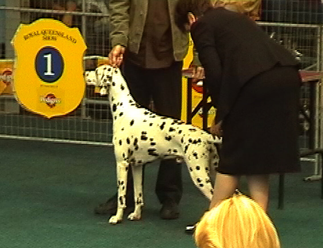 LITEFLITE Red Dragon Dalmatian - Owned by David & Marilyn Staines