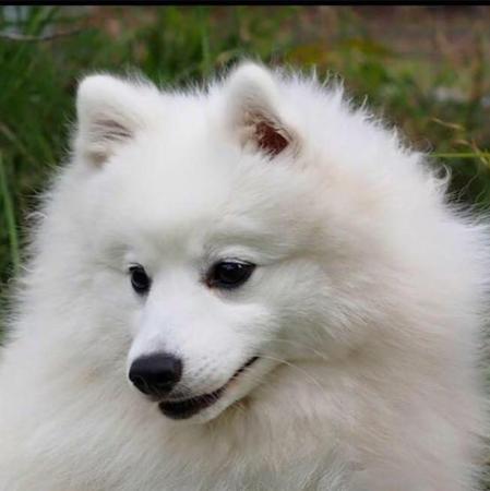 Japanese Spitz Breeders, NSW