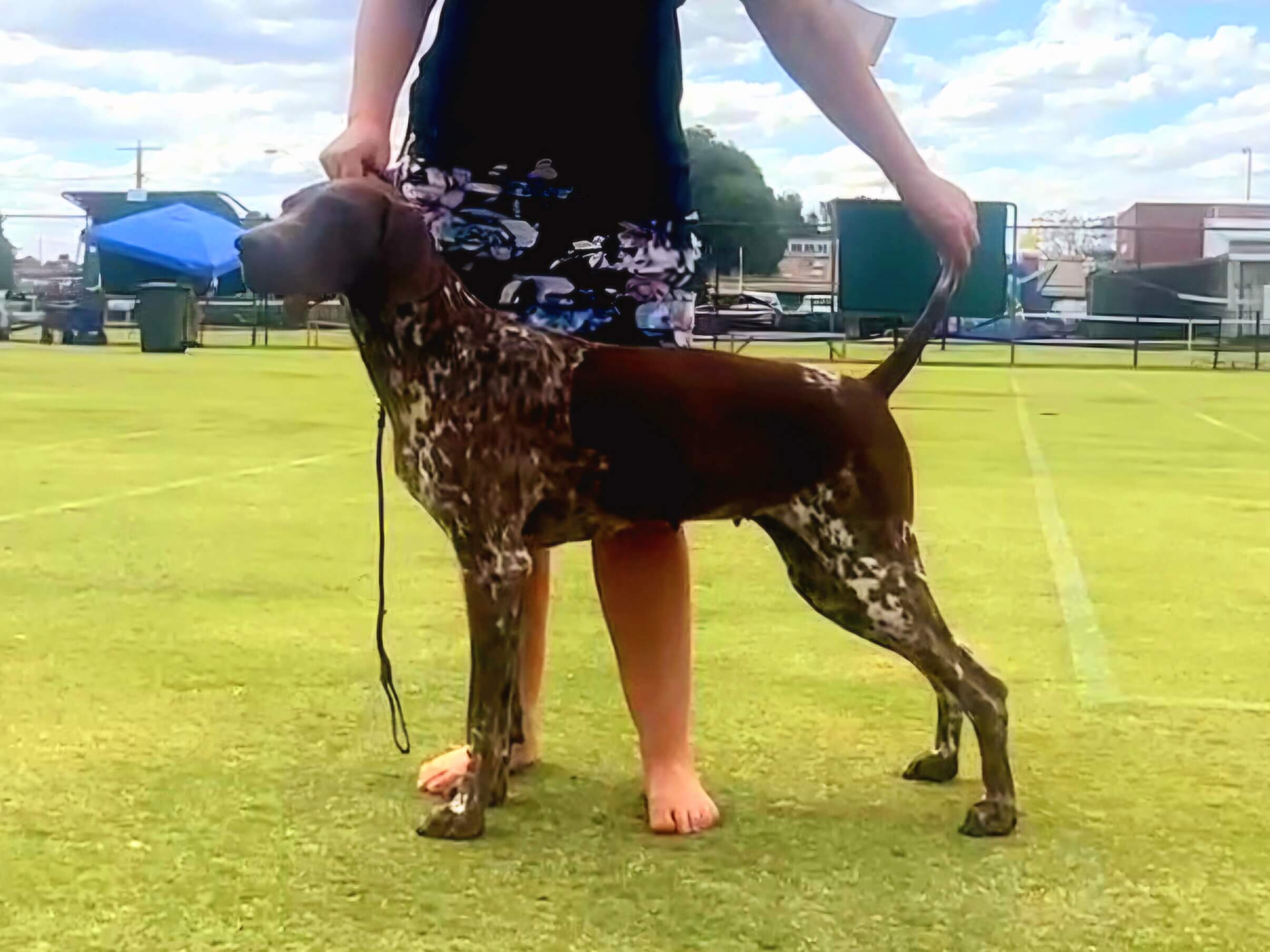 Getemup Remington German Shorthaired Pointer - Owned by Jessica Johinke