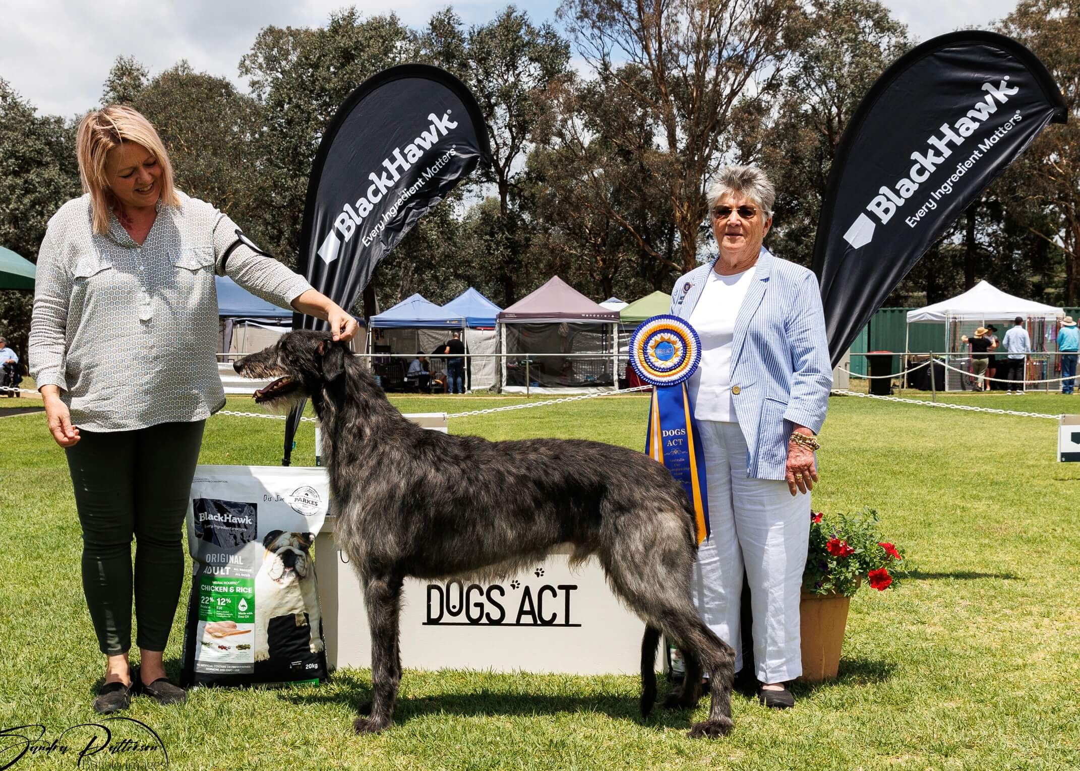 MULTI BIS/BISS AUST SUPREME CH Sallytree An Daor Deerhound - Owned by ...