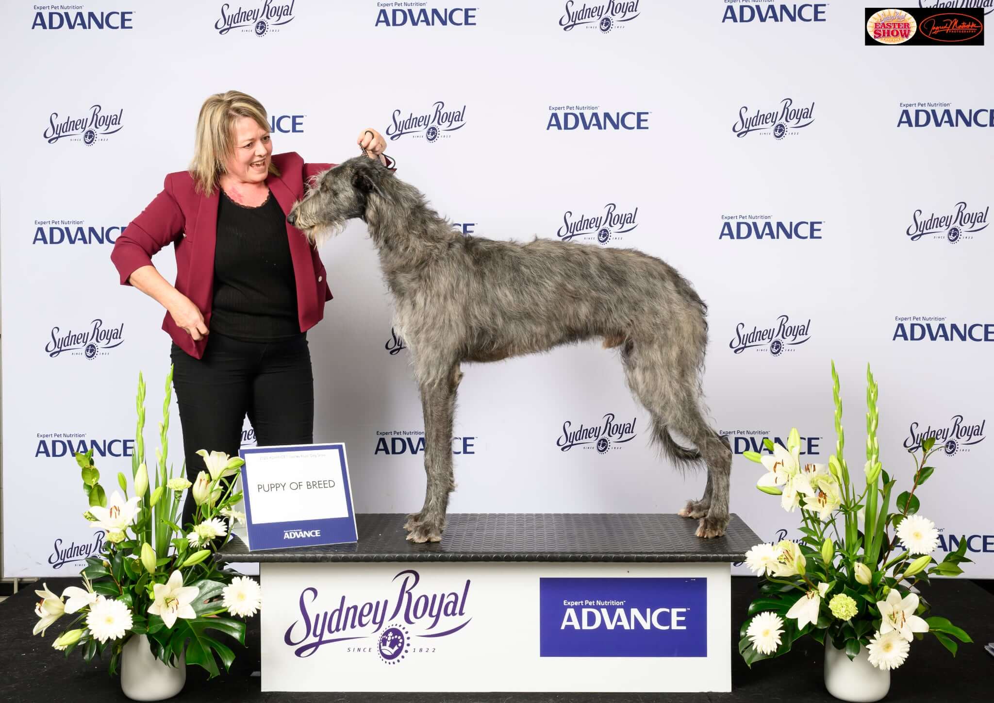Fyrth Hellmoor Loch (AI) Deerhound - Owned by M Crossley & A Stehr