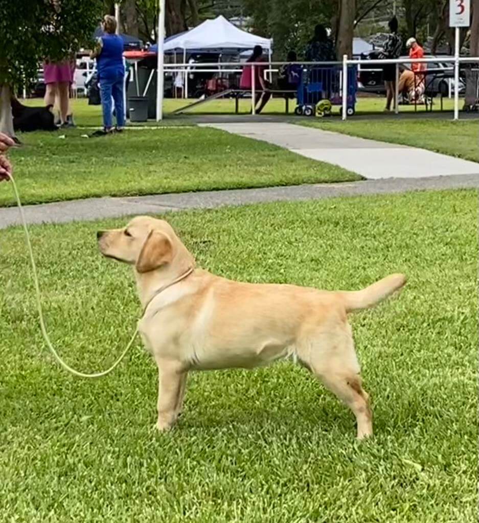 Oldcastle Touch Ov Honey Labrador Retriever - Owned by Darelle Irvin