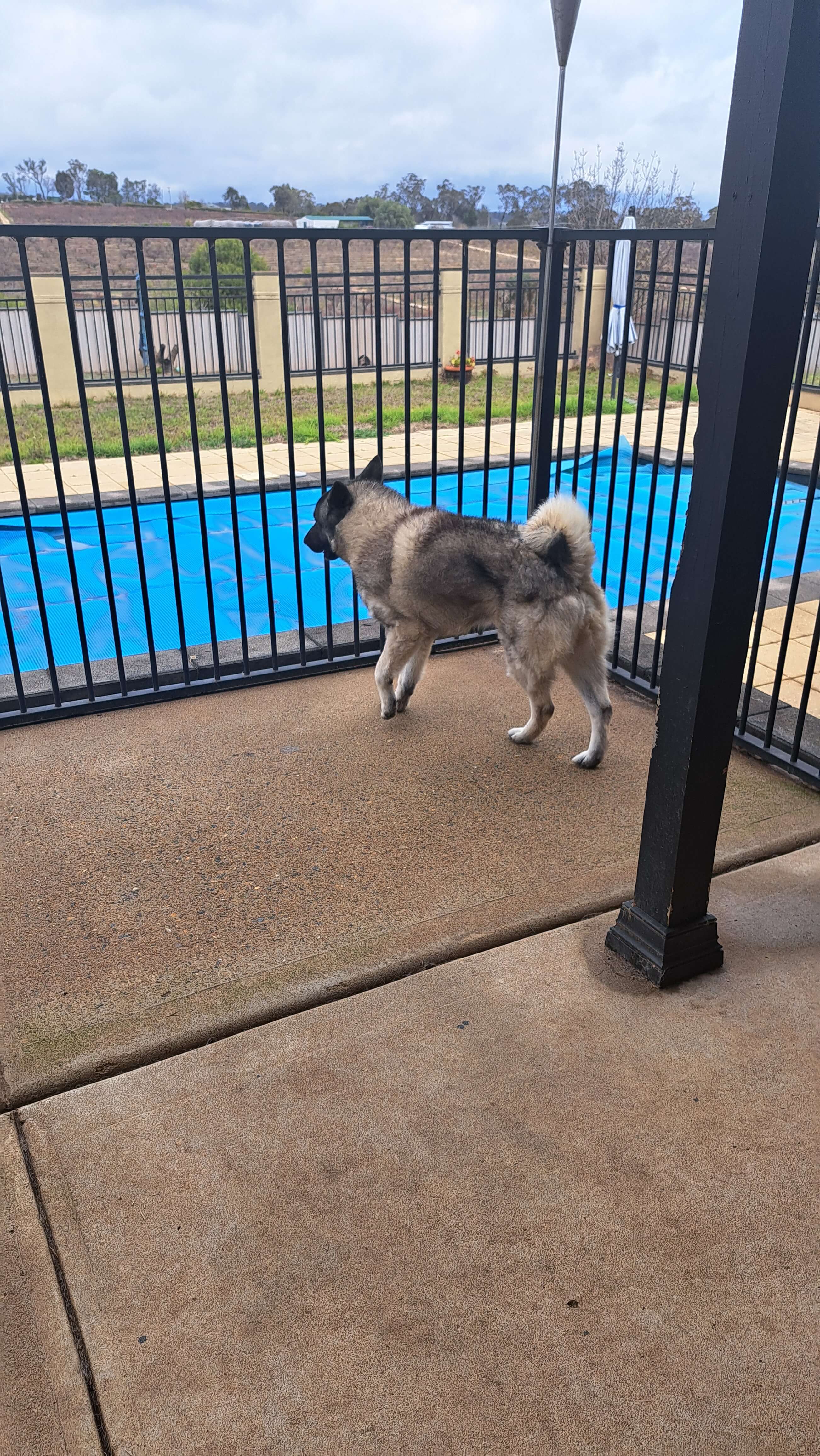 Halgrove Ned Kelly Norwegian Elkhound - Owned by P , K and K McIntyre