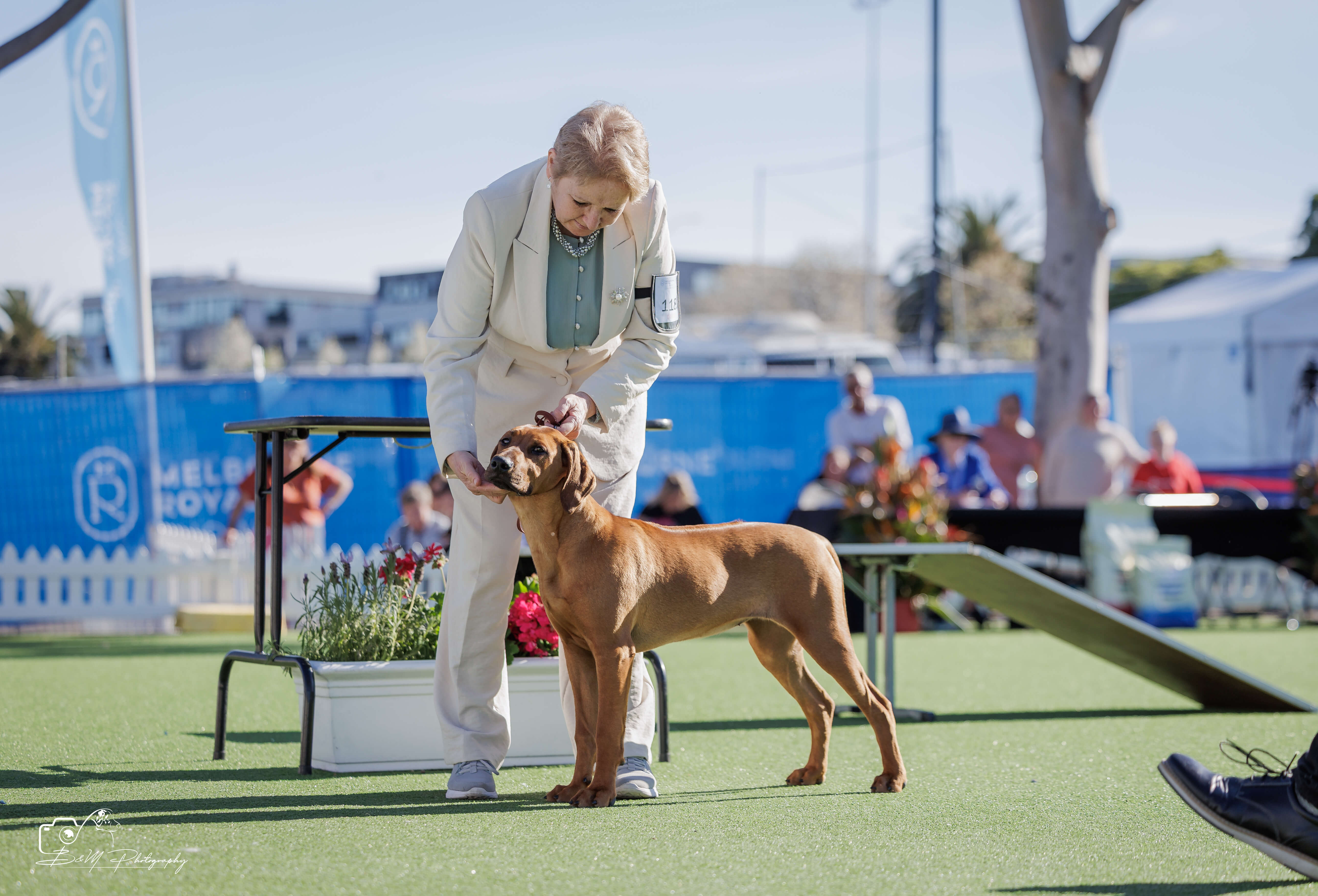 Bearstaring Lady In Mink Rhodesian Ridgeback - Owned by Mrs Suzy R. Ryan