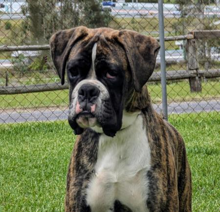 Boxer Puppies for Sale