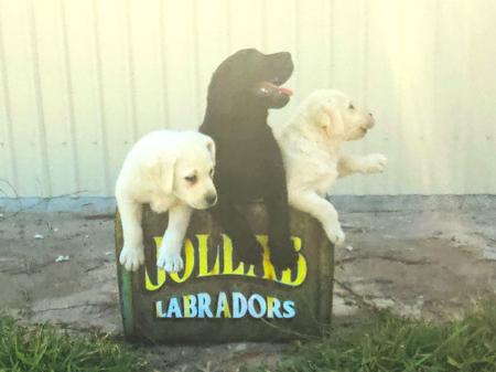 Labrador Retriever Puppies for Sale in Australia
