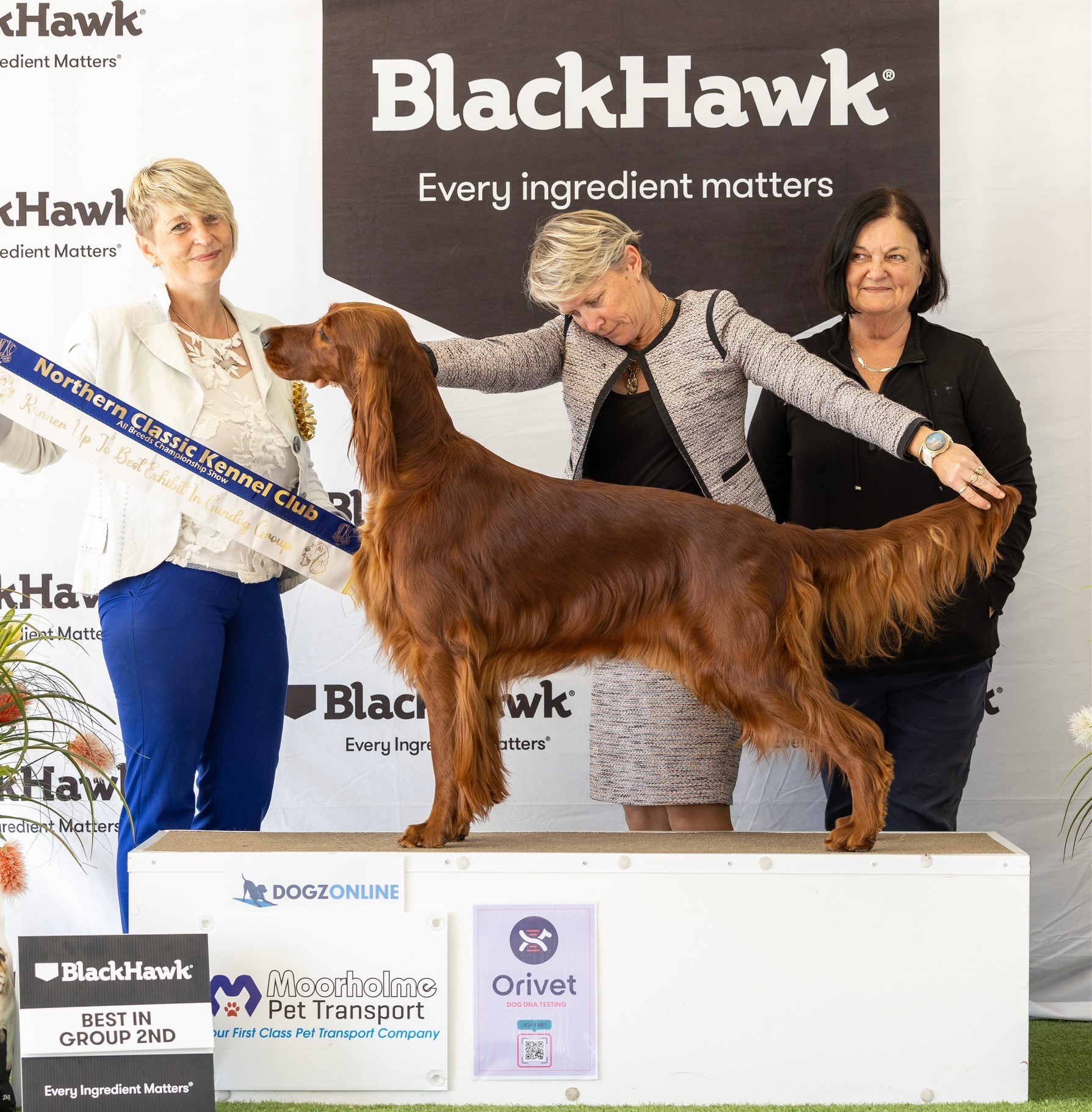A20 Ch. Aust Grand Ch Carlowa Scarlett Rose AI Irish Setter - Owned by ...