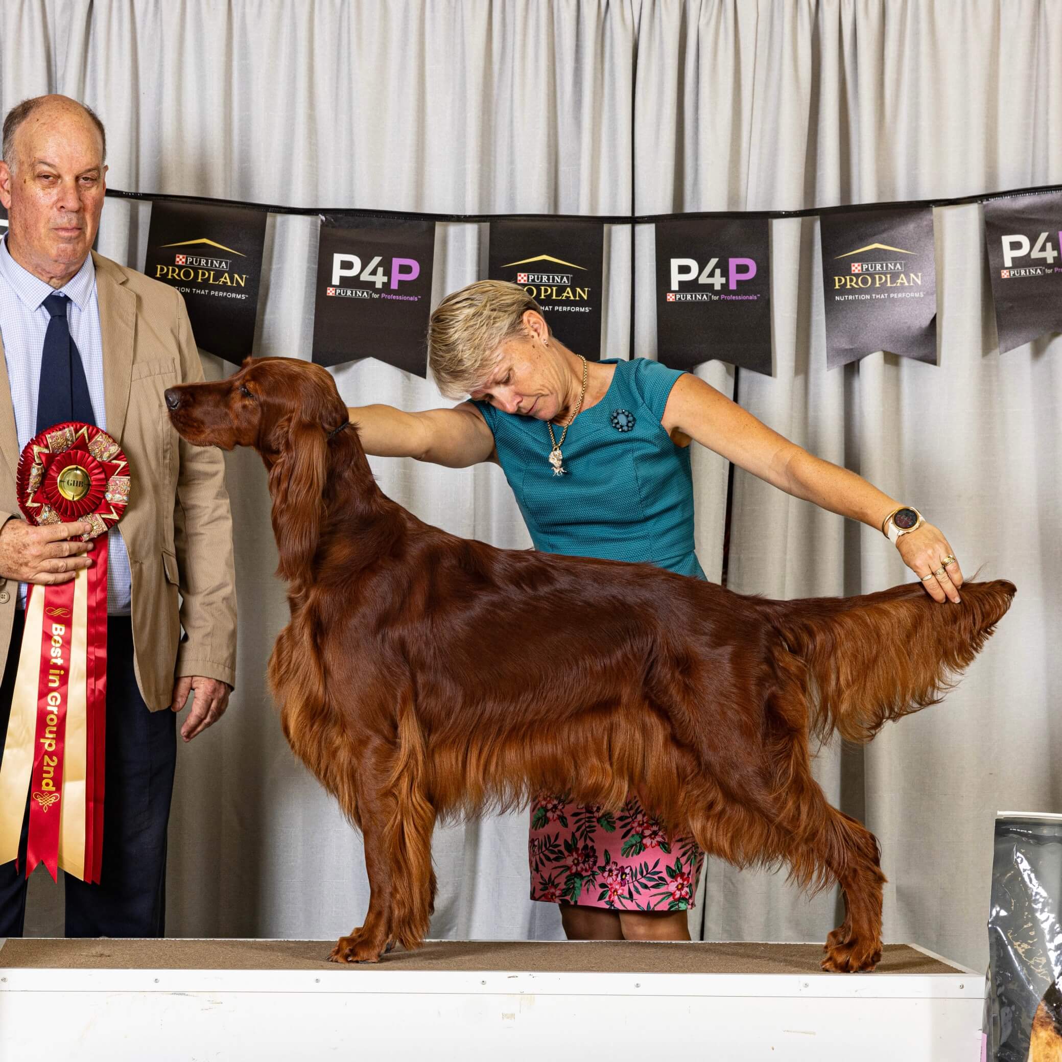 A20 Ch. Aust Grand Ch Carlowa Scarlett Rose AI Irish Setter - Owned by ...