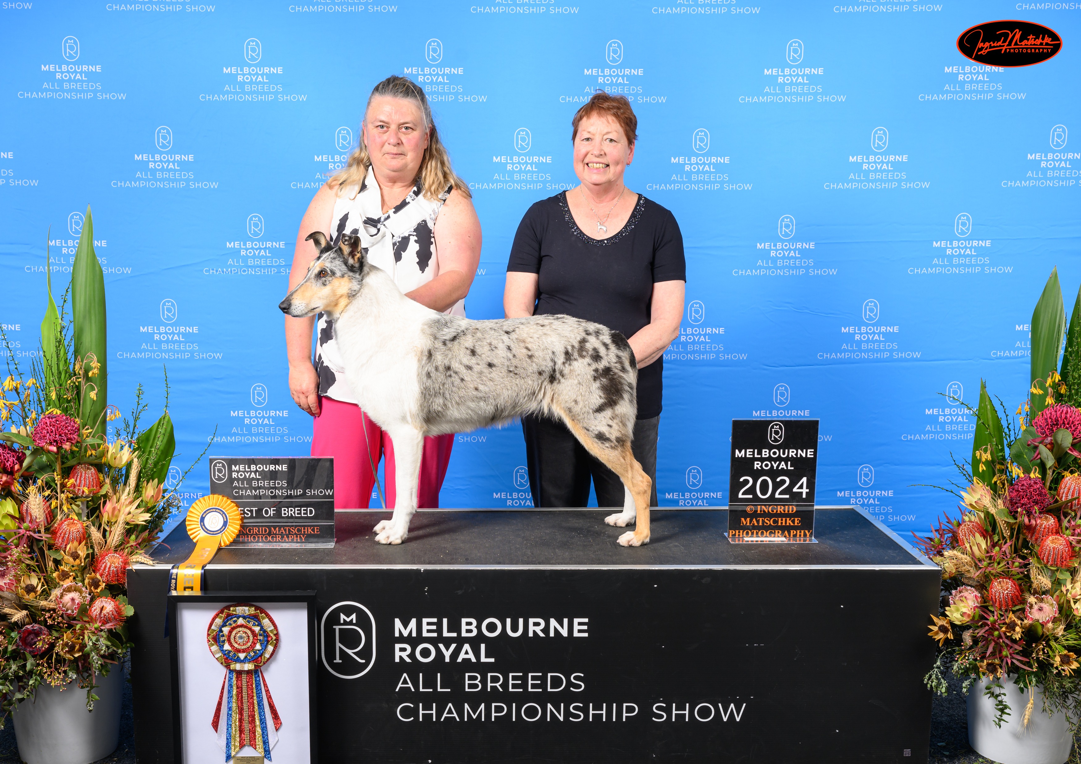 BIS, Multi BISS, Ru BISS. C.I.B GRAND Champion Foxbell X Factor Collie ...