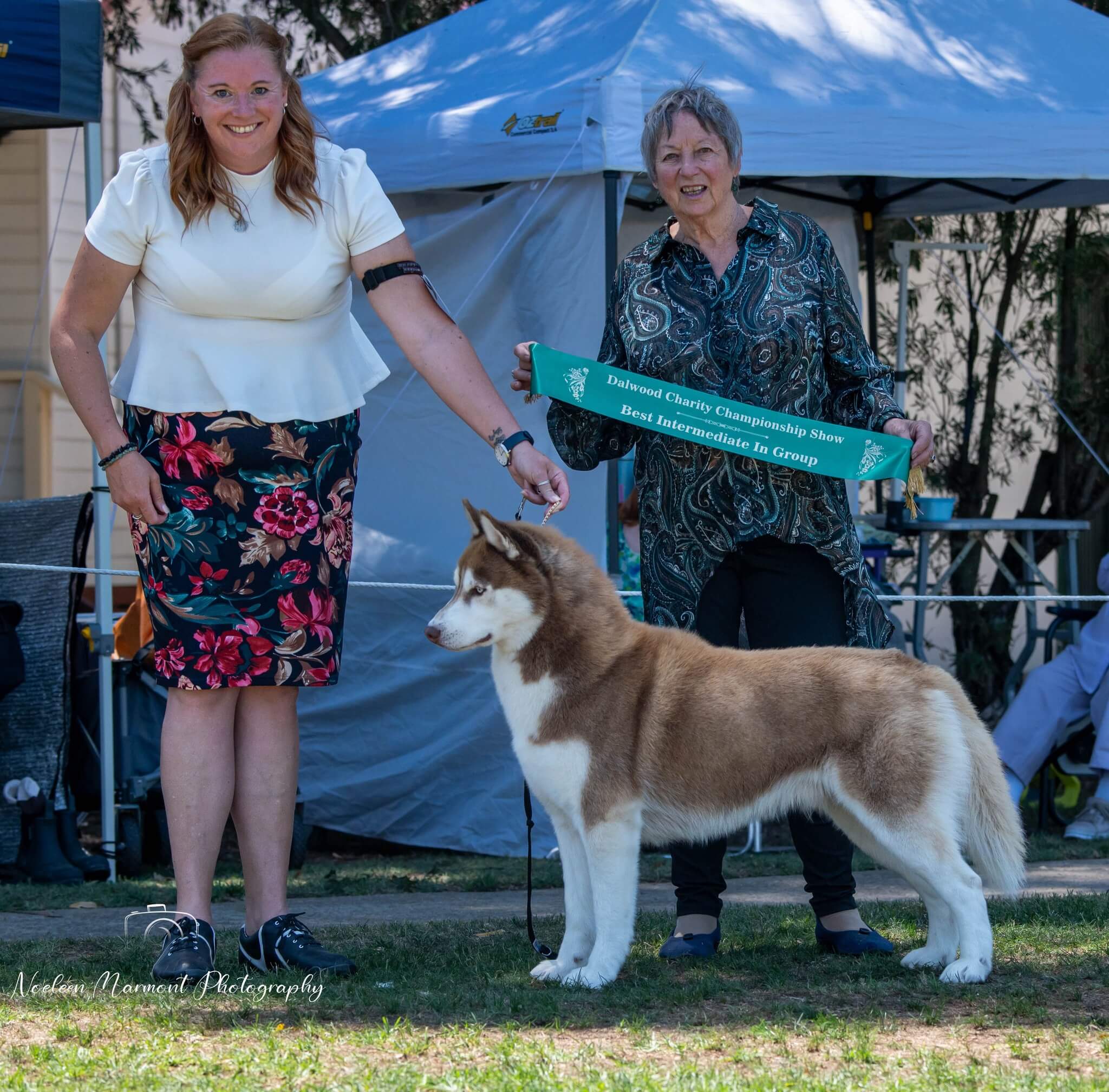 Aust Ch Wolfgirl The Knights Code Siberian Husky - Owned by Fiona Knight