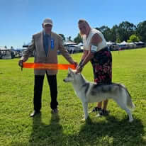 Nightvizn New Sensation Siberian Husky - Owned by Fiona Knight