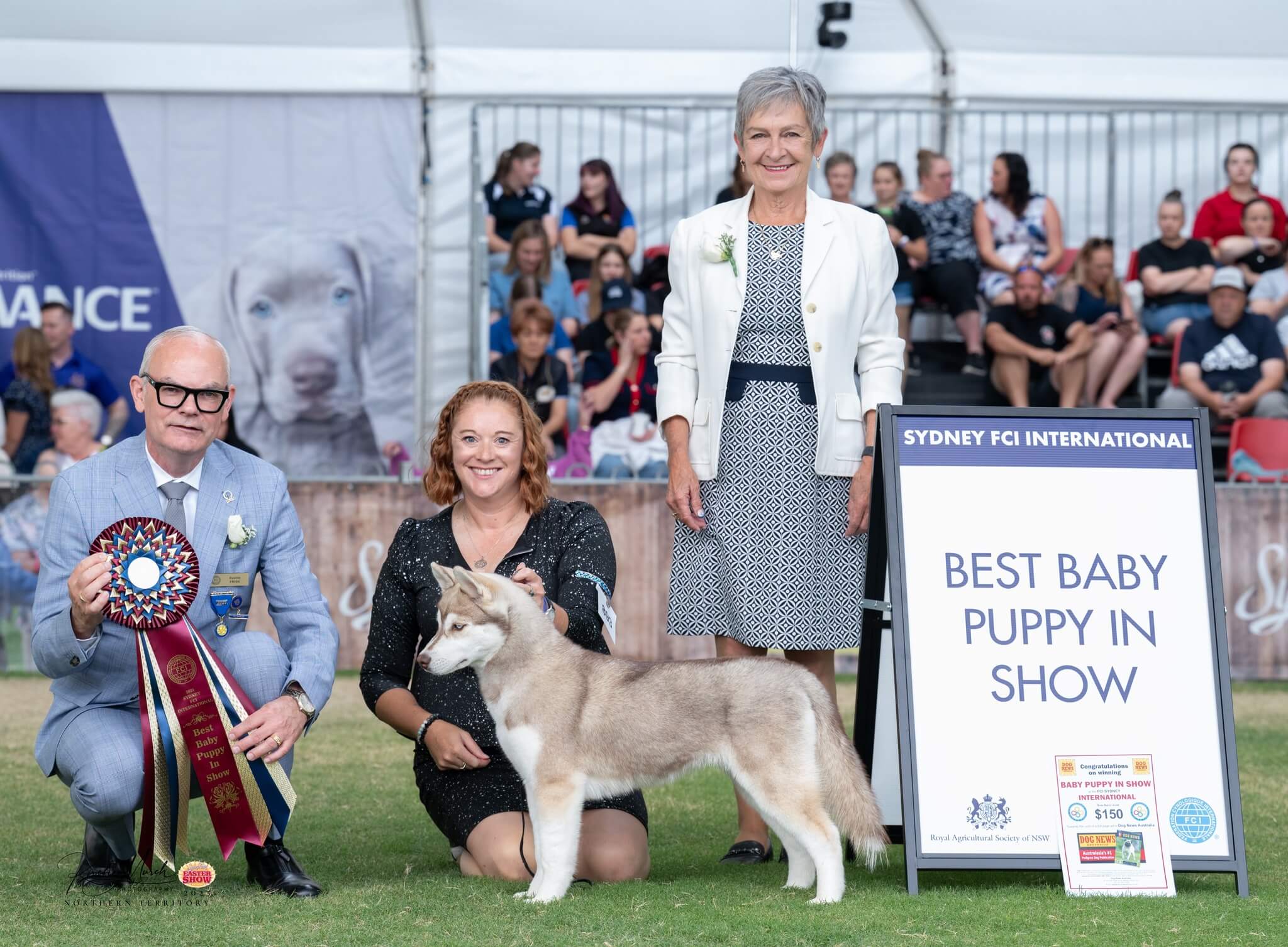 Nightvizn Rise of the Red Siberian Husky - Owned by Fiona Knight