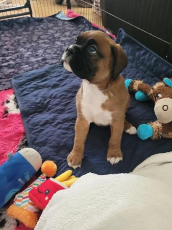 Boxer Puppies for Sale