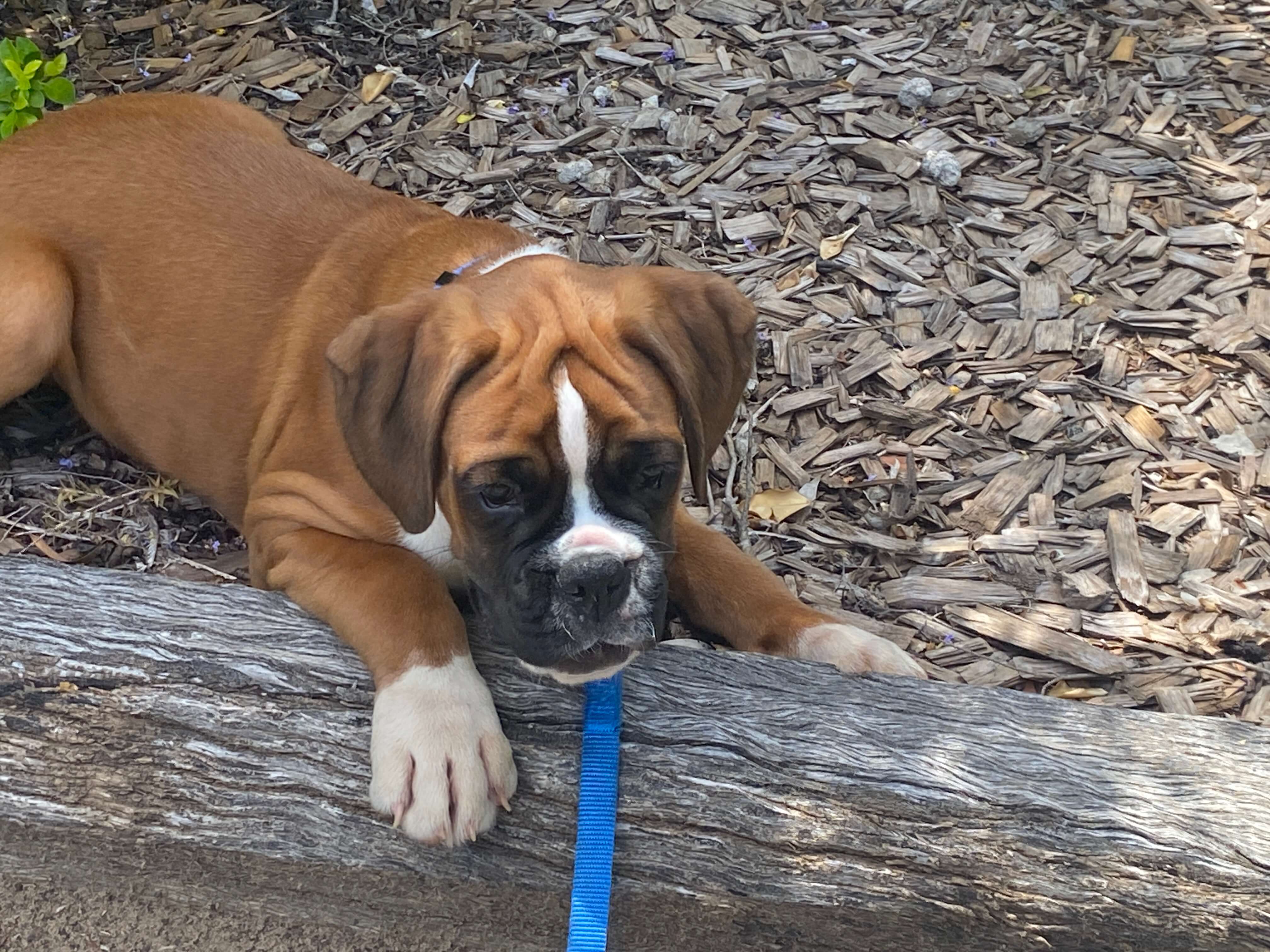 Readimarr Riding Shotgun Boxer - Owned by Linda Daetz