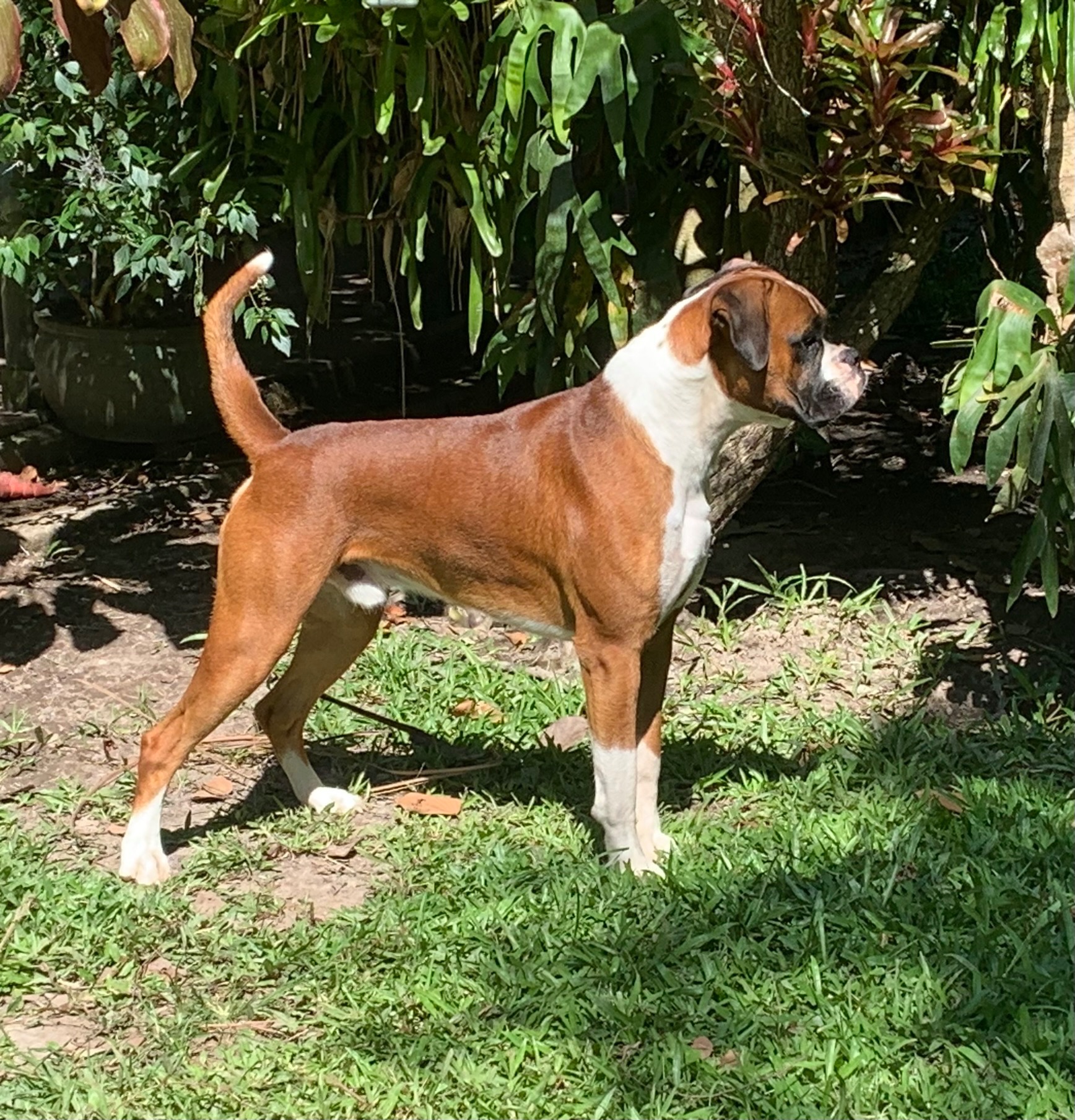 KiaKeals Kelley’s Ocean Dream Boxer - Owned by Ms A Benwell