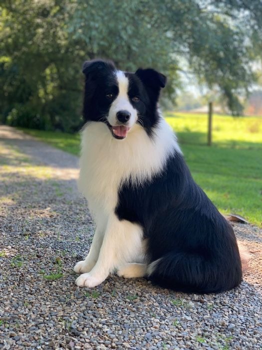 Sanory recurring dream (Frozen Semen)