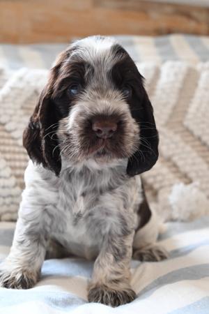 Cocker Spaniel Puppies for Sale