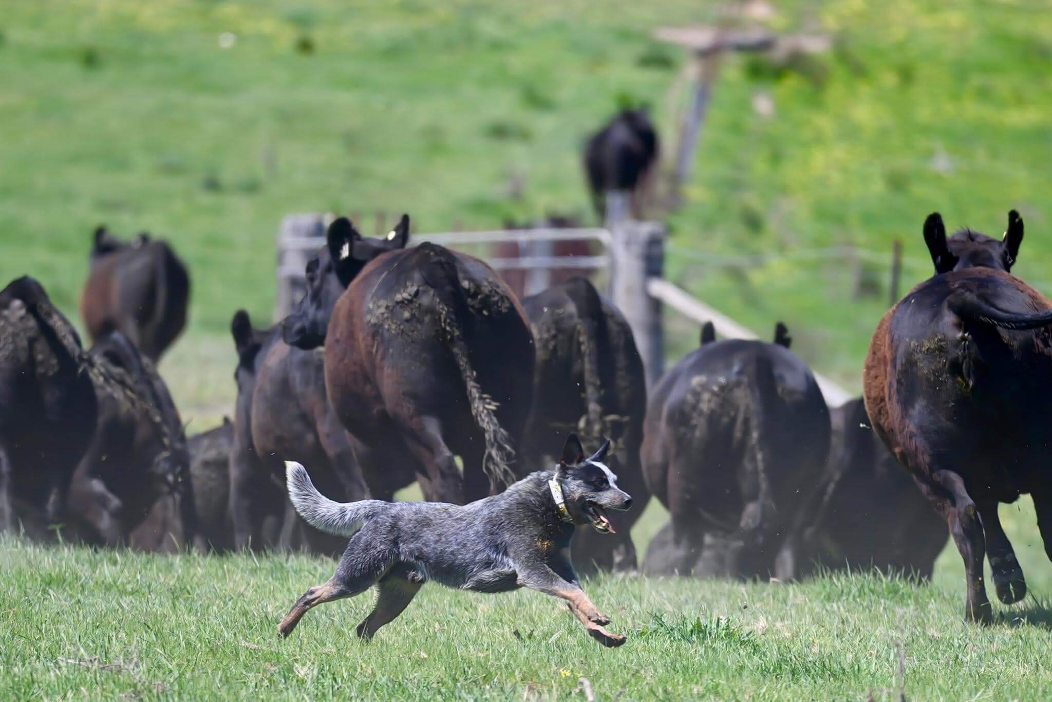 Buderwang Usher {IMP France} Australian Cattle Dog - Owned by Sharon ...