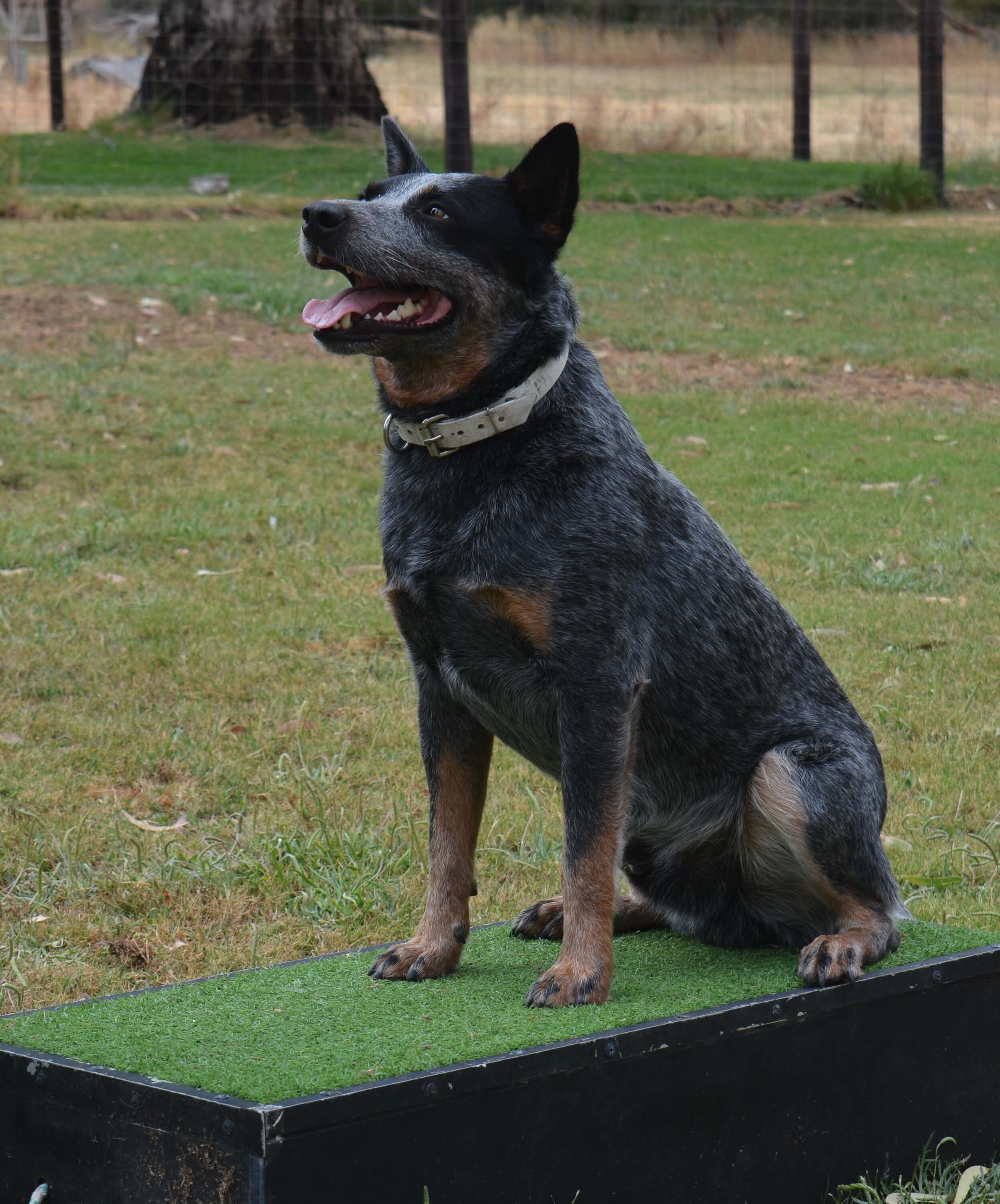 Buderwang Usher {IMP France} Australian Cattle Dog - Owned by Sharon ...