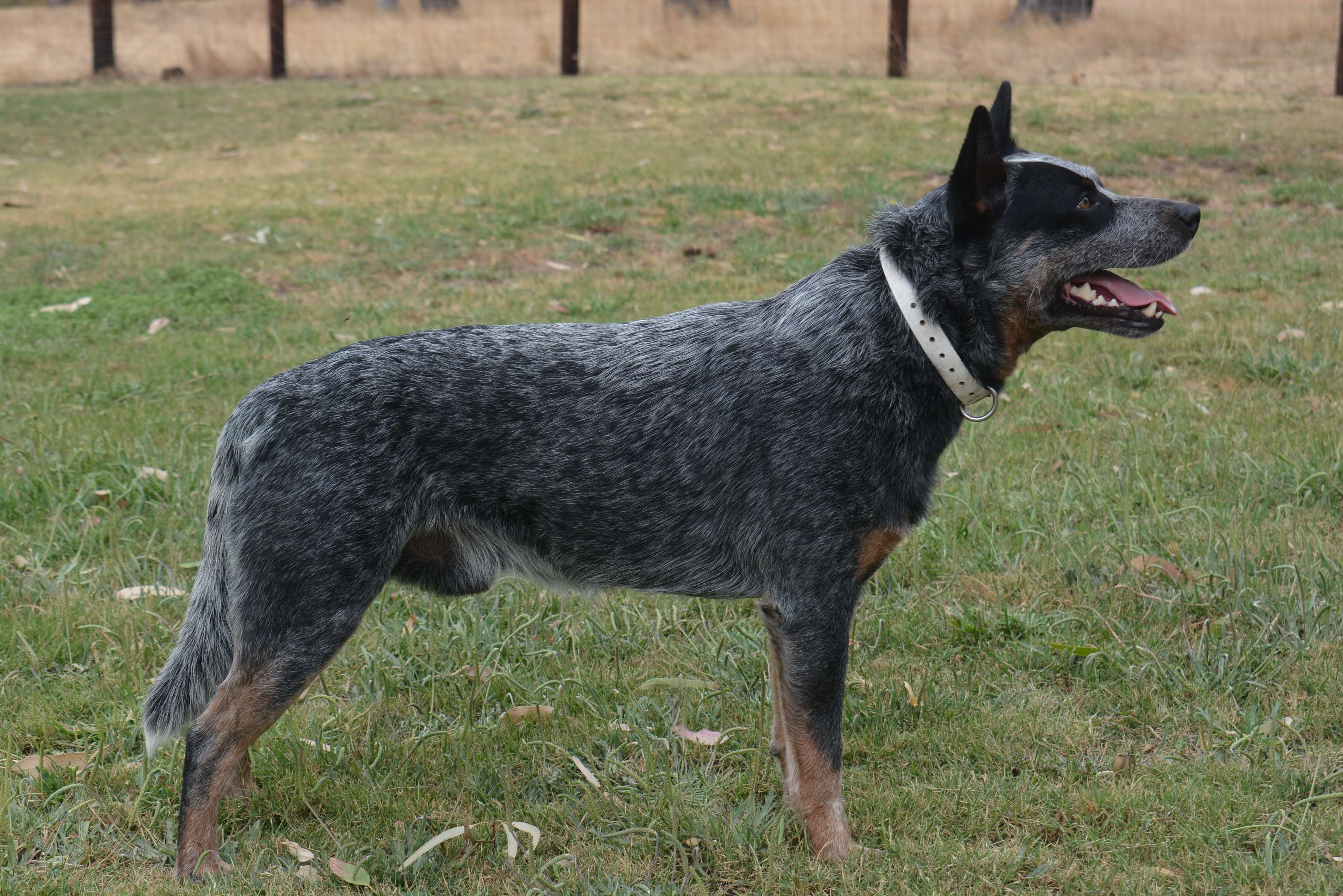 Buderwang Usher {IMP France} Australian Cattle Dog - Owned by Sharon ...