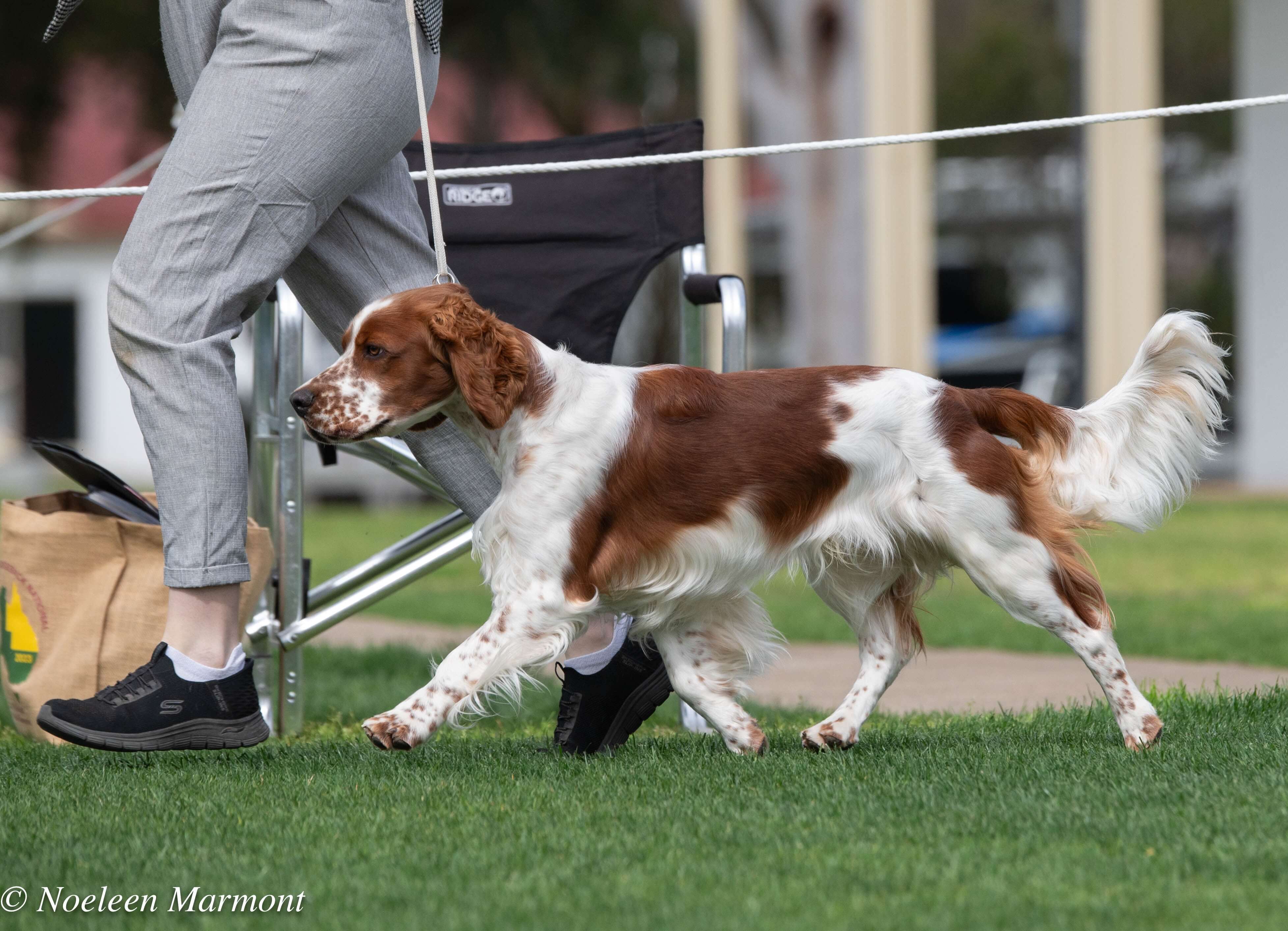 Wynion the Illusionist Welsh Springer Spaniel - Owned by Amy Townsend