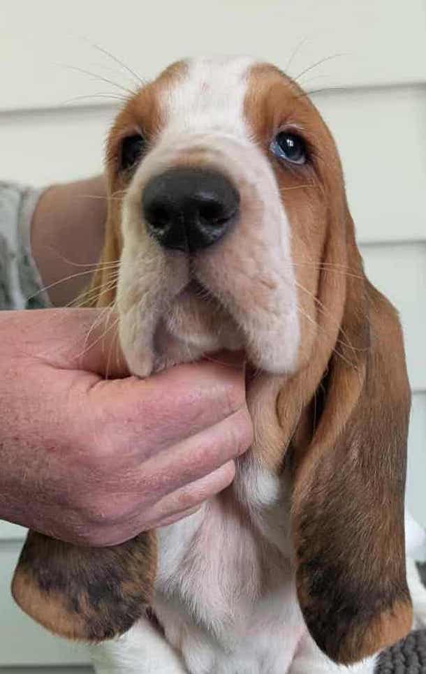 Goldreign Daddy Cool Basset Hound - Owned by Jane Davey