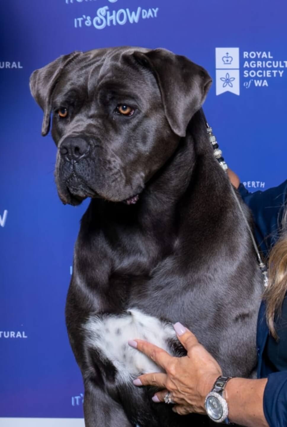 Aust Champion Sempremio Audrey Hepburn Cane Corso - Owned by Ashlie Cleaver