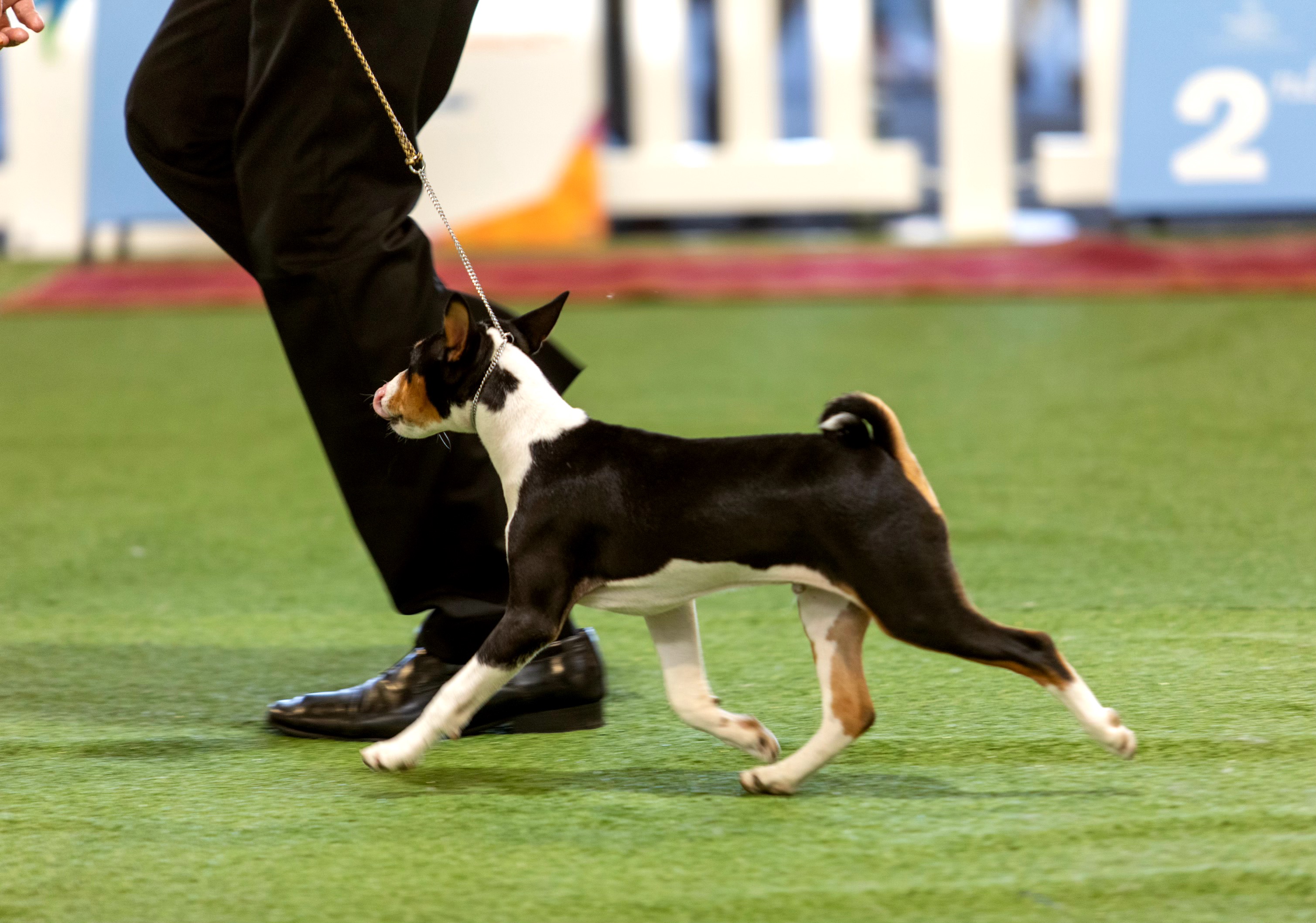 Redtri Master Of Seduction Basenji - Owned by Mr Charlie P Savva