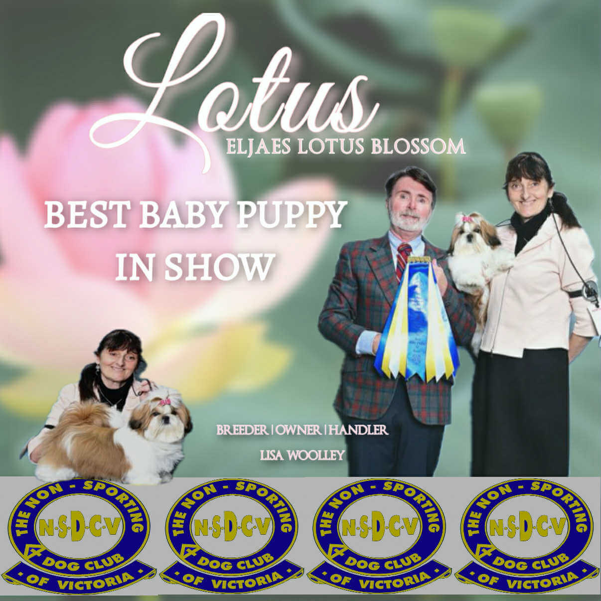 Eljaes Lotus Blossom Shih Tzu - Owned by Lisa Woolley