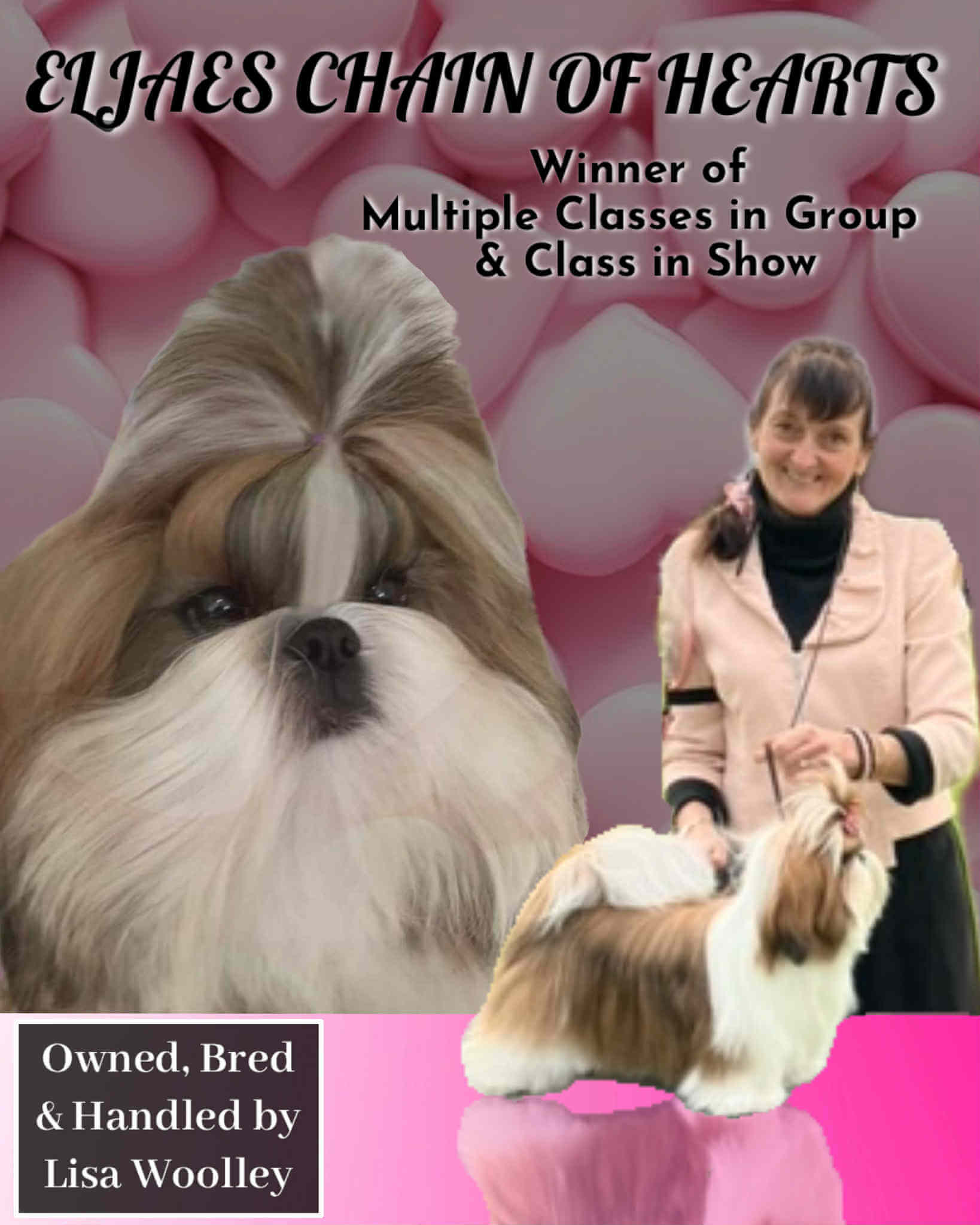 Eljaes Chain Of Hearts Shih Tzu - Owned by Lisa Woolley