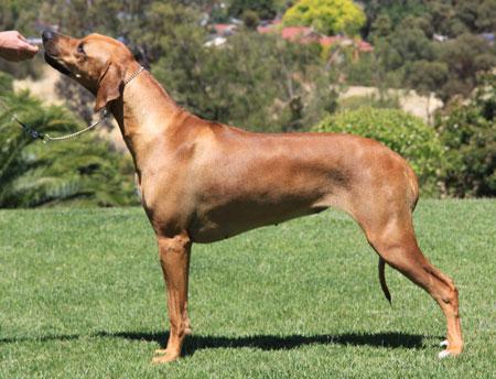 Rhodesian Ridgeback Puppies for Sale