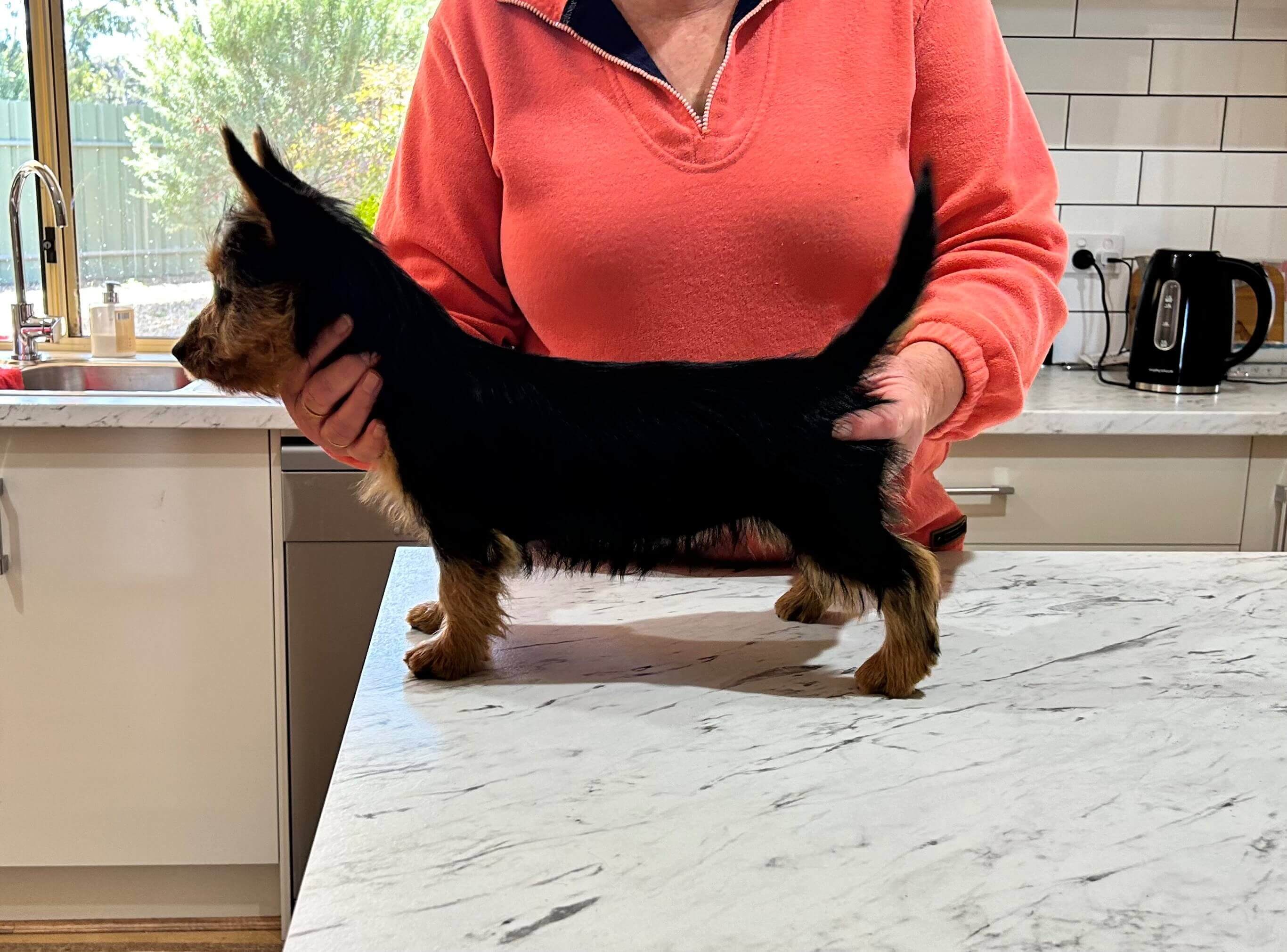 Tainquest Diamonds Inth Sky Australian Terrier - Owned by Mrs C Gower