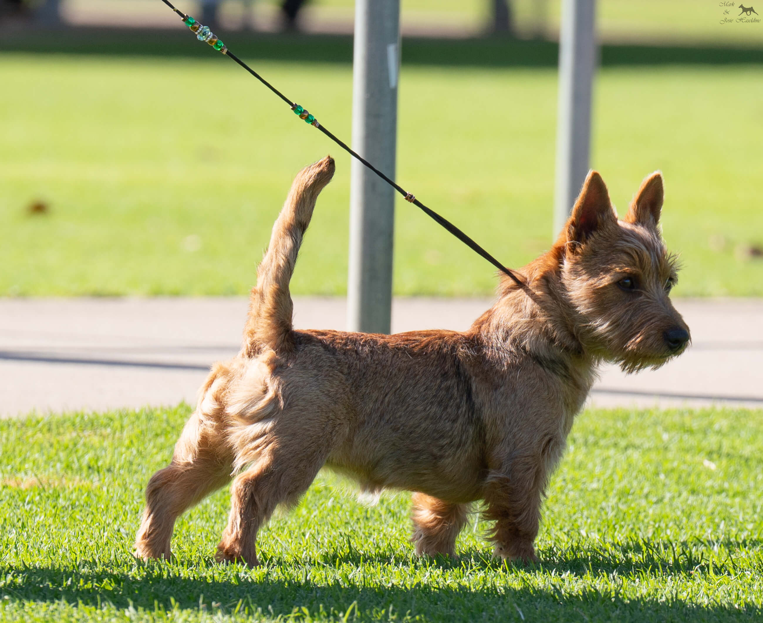 Tainquest Angel Of Fire Australian Terrier - Owned by Cerrie-Marie Gower