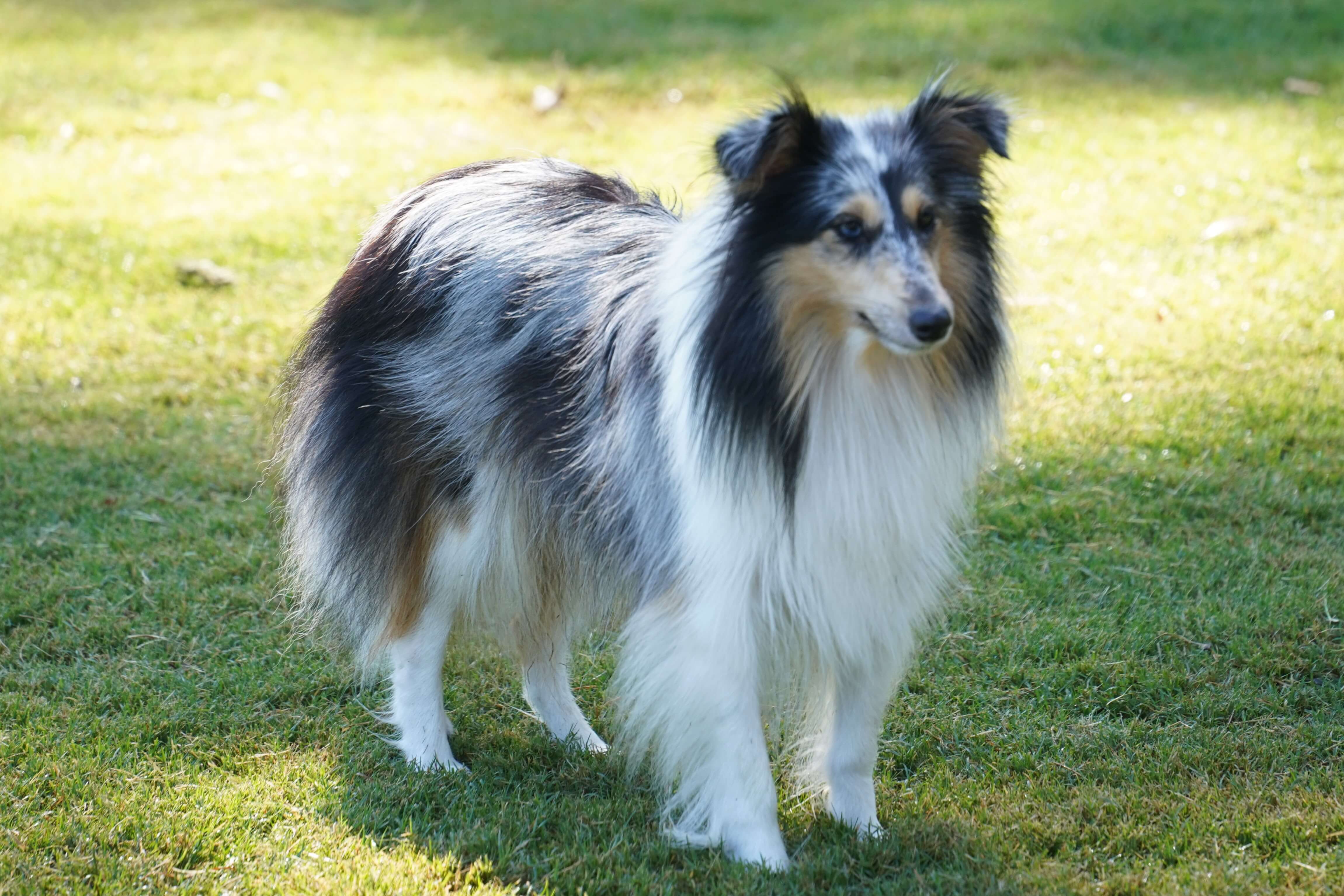 Happishel Blue Dreamer Shetland Sheepdog - Owned by Amelia