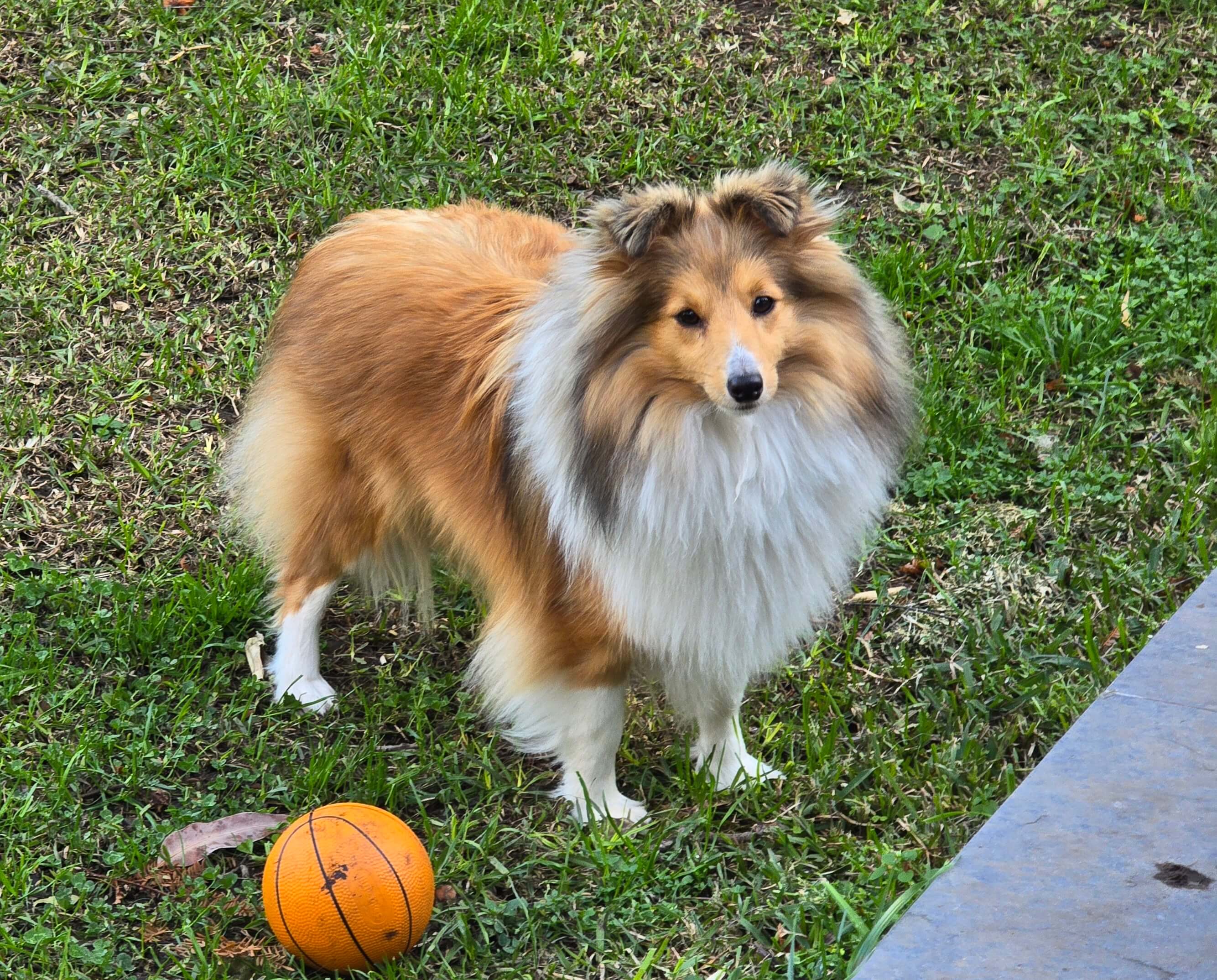 Happishel Starring Mapeon Shetland Sheepdog - Owned by Amelia