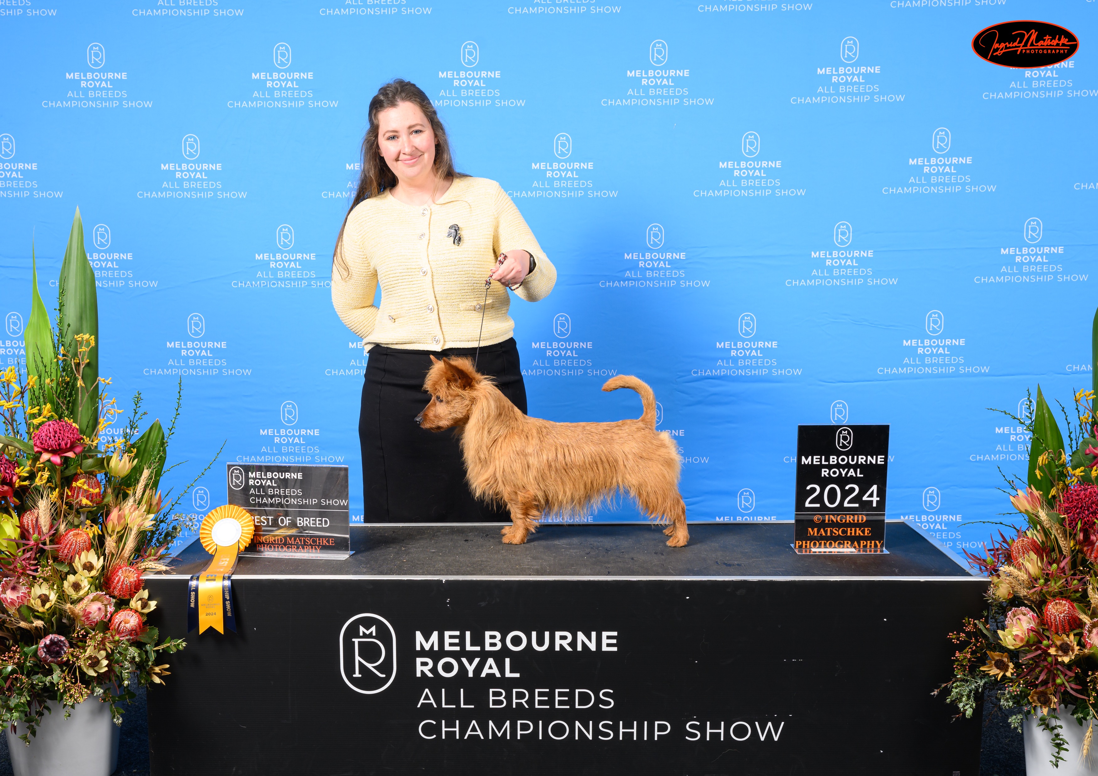 A2O Gr Ch C.I.B. AUST GRAND CH. Paxterr Queens Gambit Australian ...
