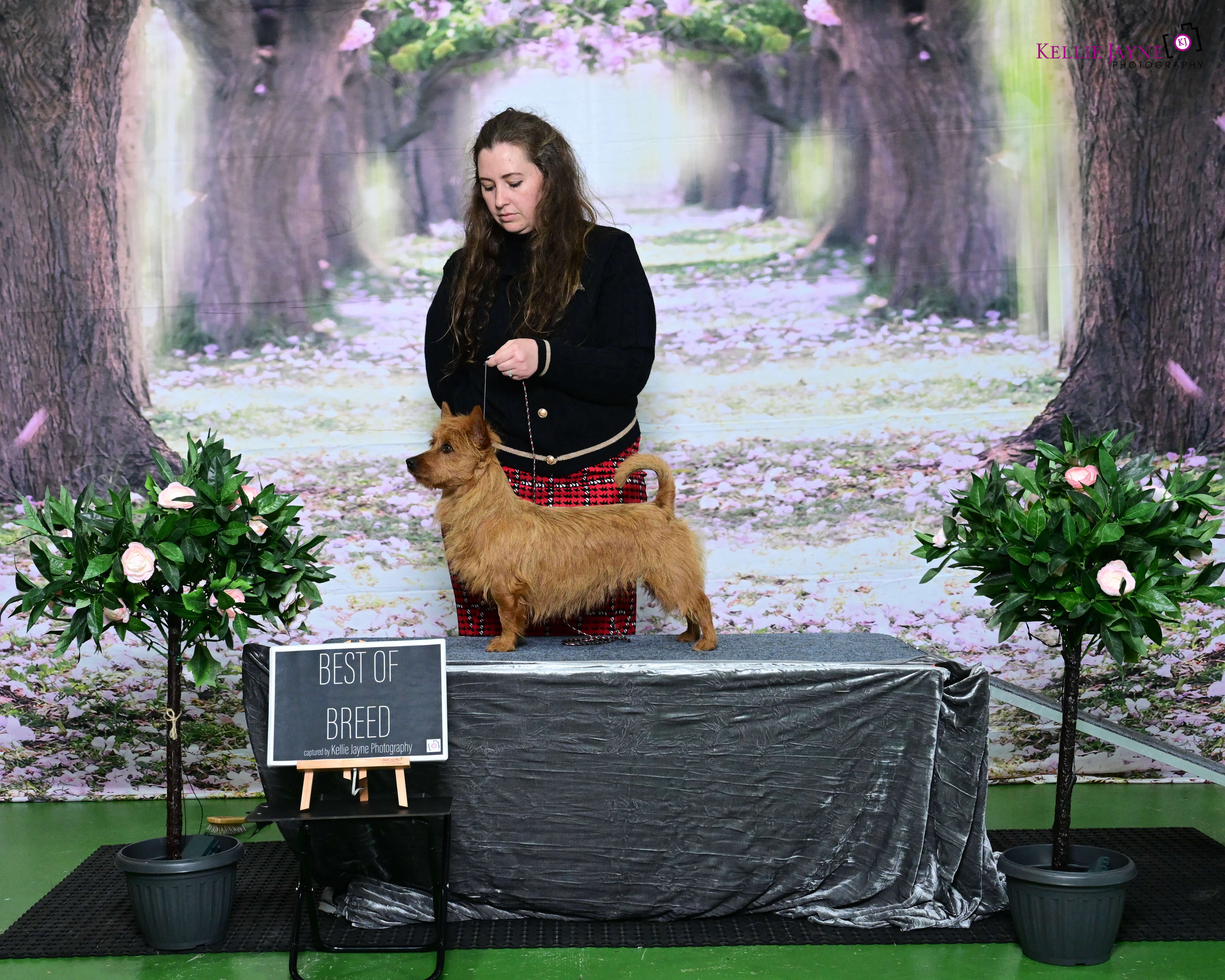 A2O Ch C.I.B. AUST CH. Paxterr Queens Gambit Australian Terrier - Owned ...