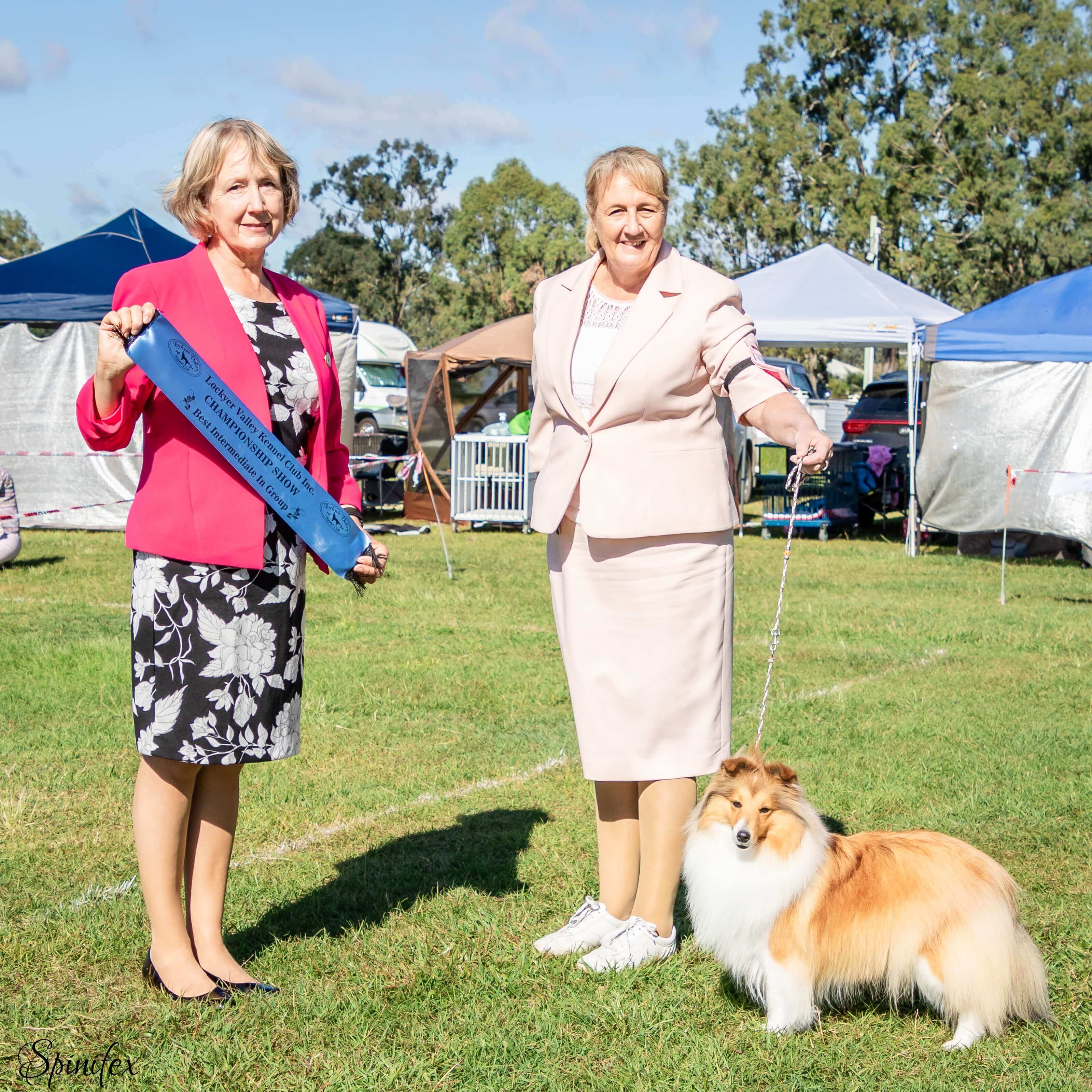 BIG/RUBIG Australian Champion Kilwarrin Lady High Flyer Shetland ...