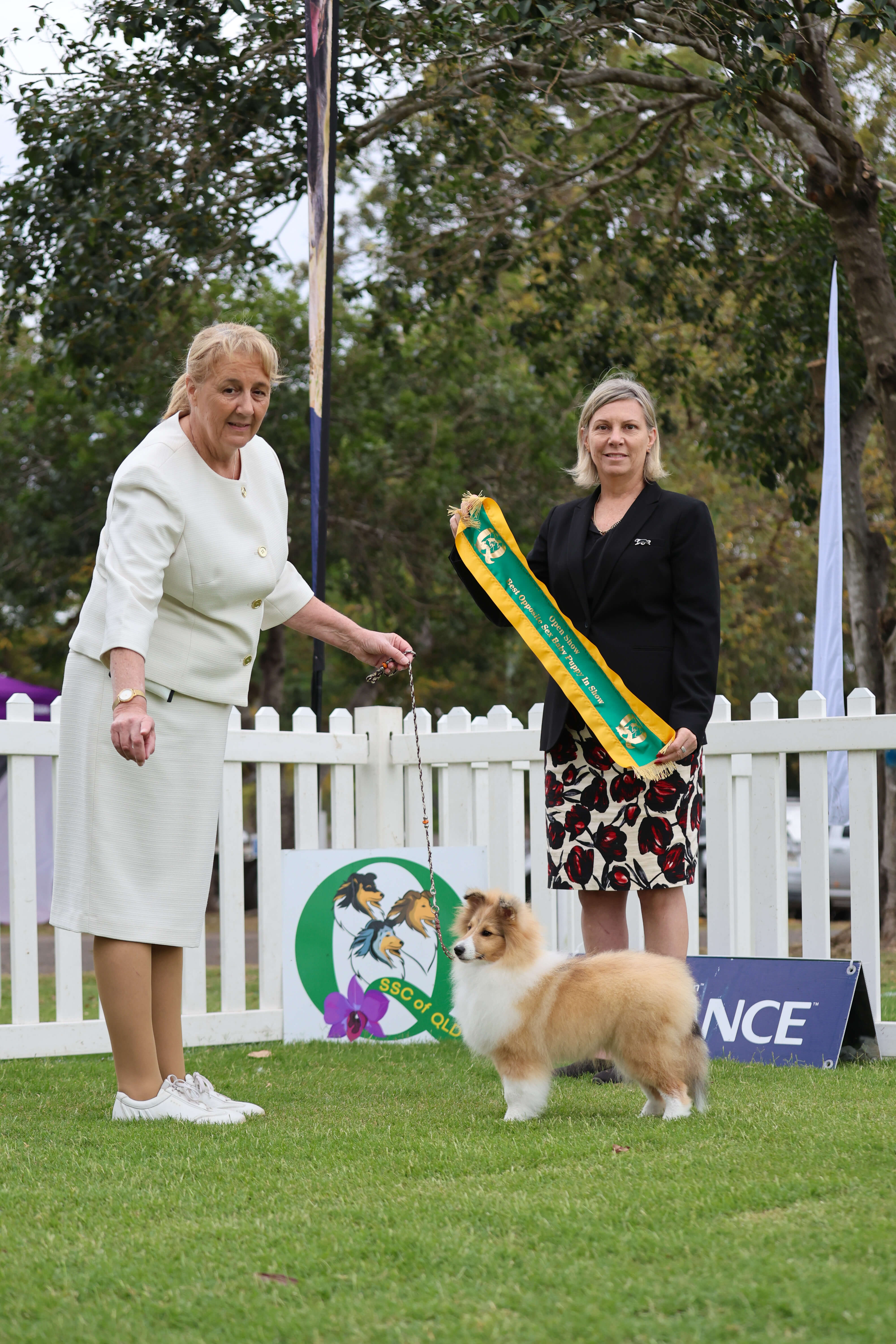 Fairyisle Dealer Of Dreams Shetland Sheepdog - Owned by Brigitte Mccann