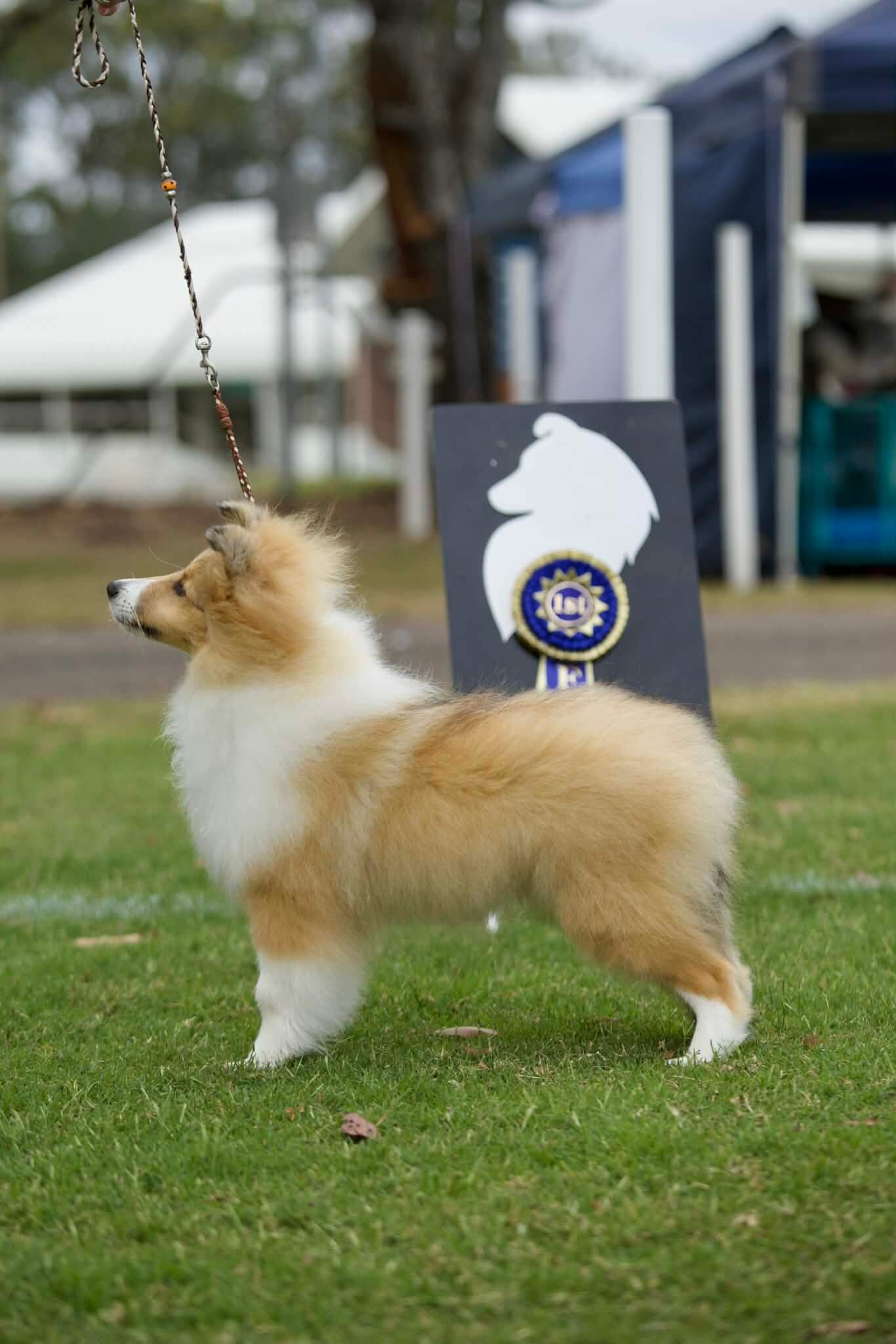 Fairyisle Dealer Of Dreams Shetland Sheepdog - Owned by Brigitte Mccann