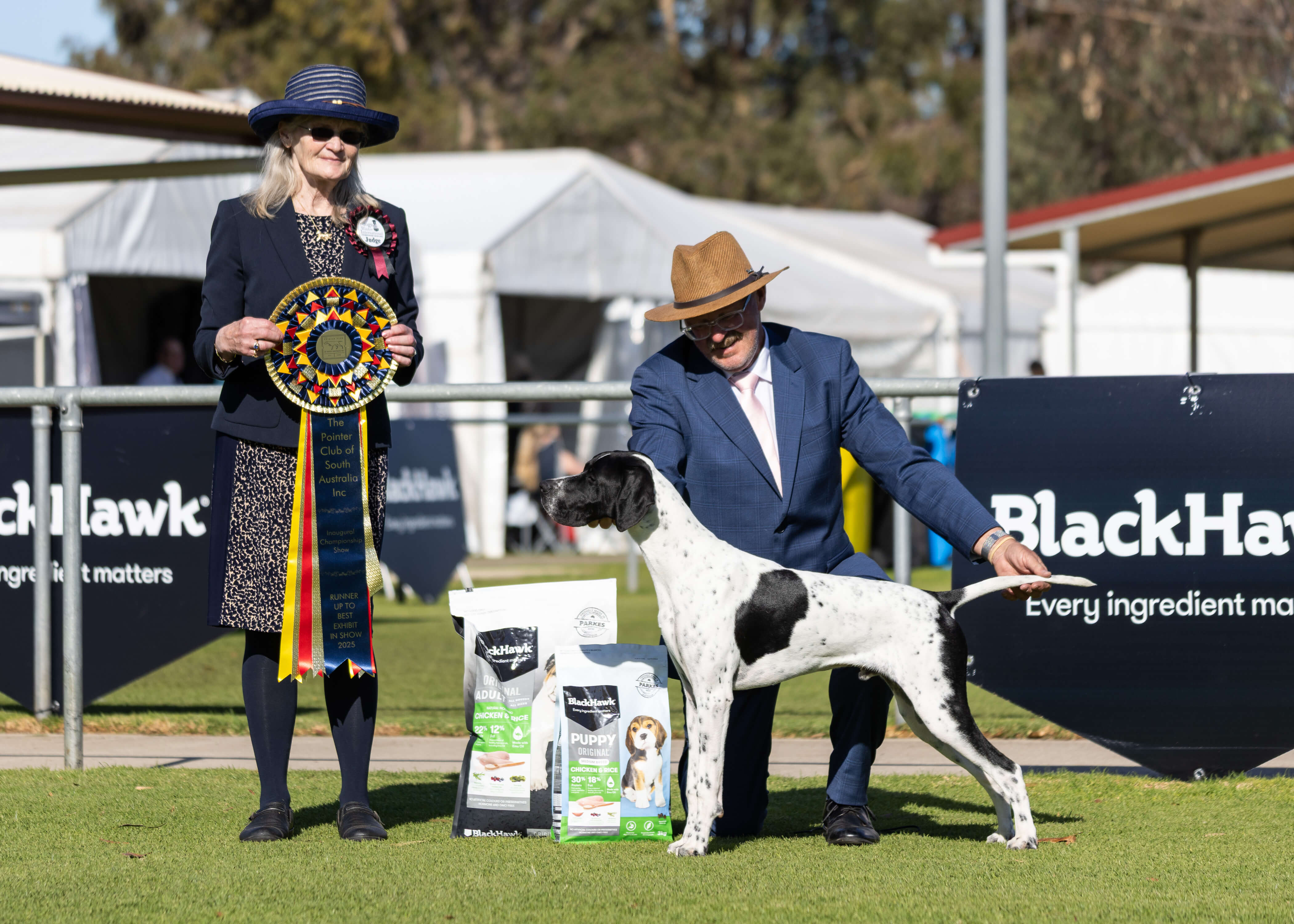 Supreme Ch Tintookie Always On Point Pointer - Owned by Mr A Reid & Mr ...