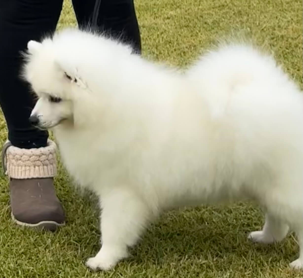 Puddleducky Feel My Thunder Japanese Spitz - Owned by Jane Buckland